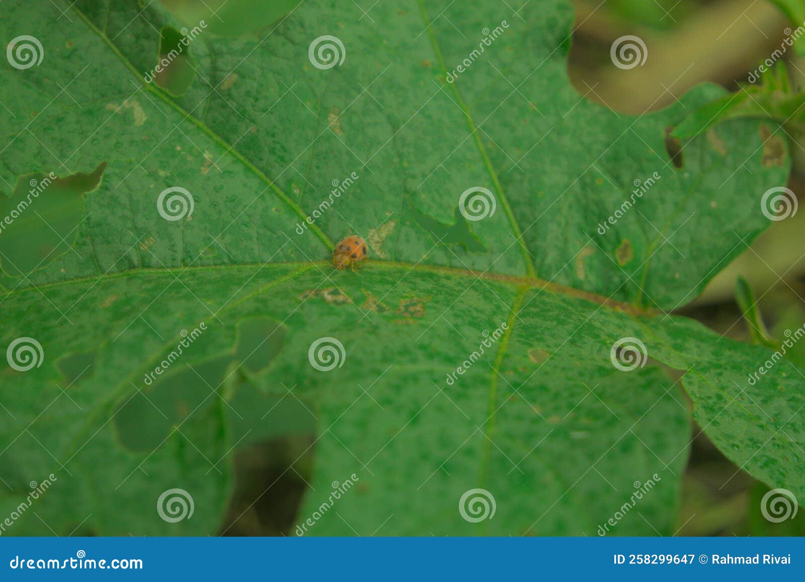 Crawling bug at leaf stock image. Image of food, insect - 258299647