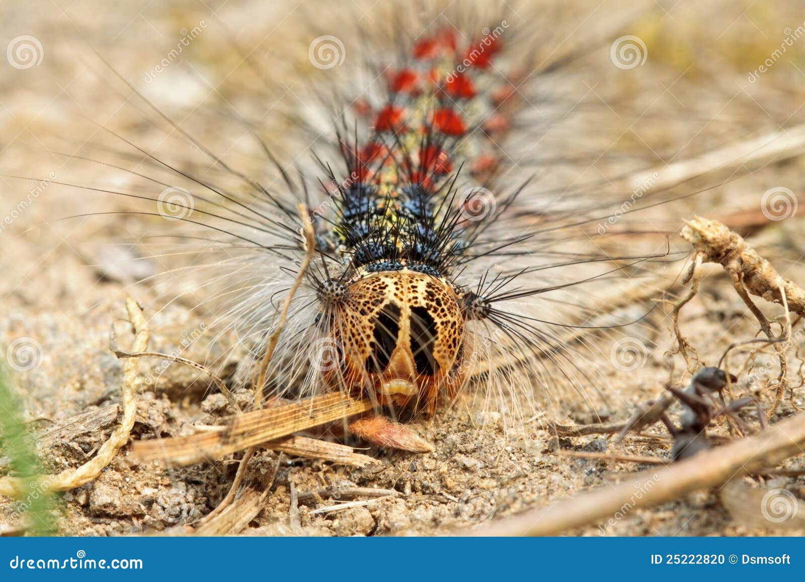 Crawling caterpillar stock photo. Image of butterfly - 25222820