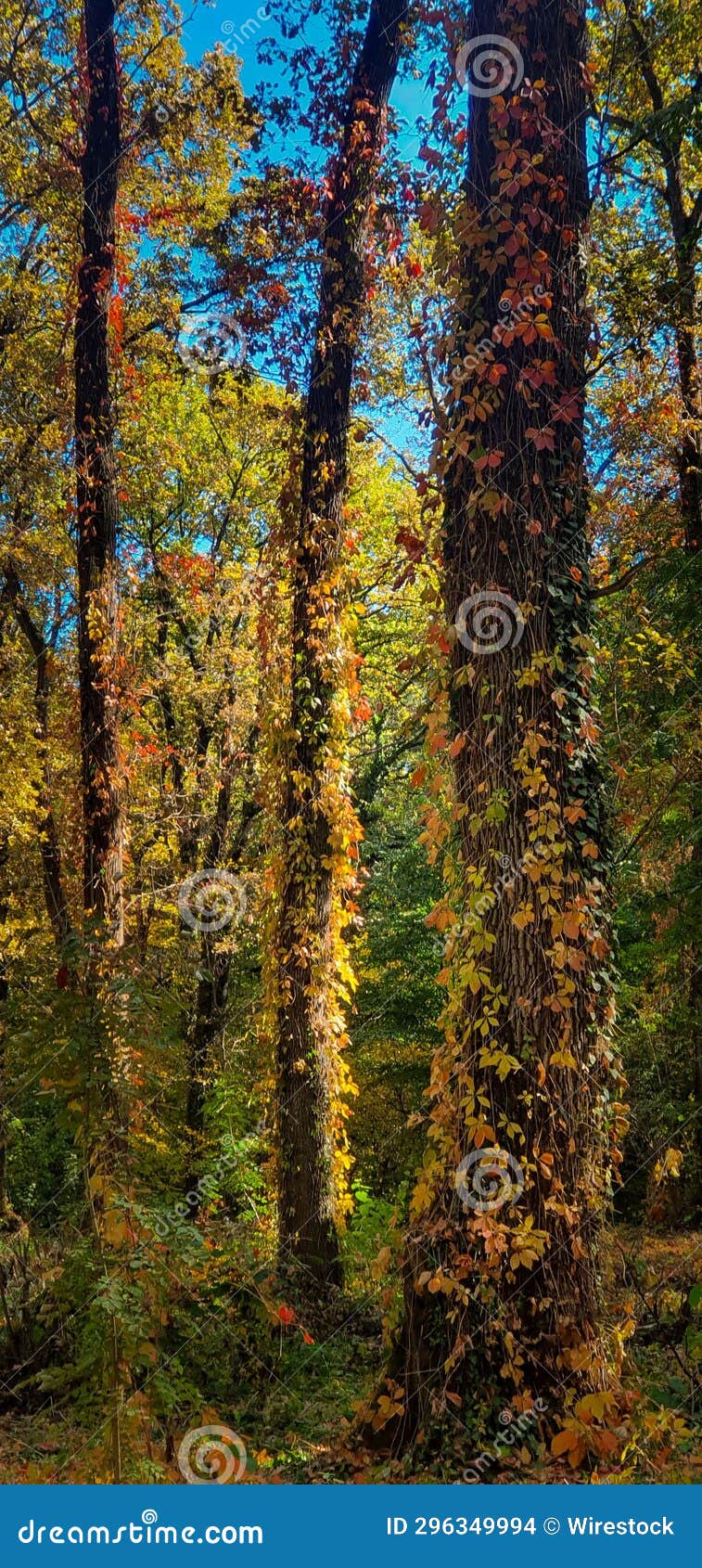 Crawling Plants on Trees in the Forest Stock Photo - Image of nature ...