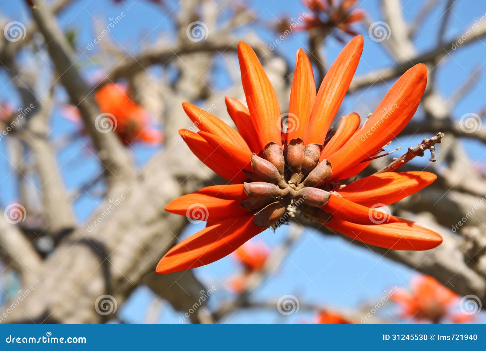 Crawling Coral Flower Erythrina Stock Photo - Image of environment ...