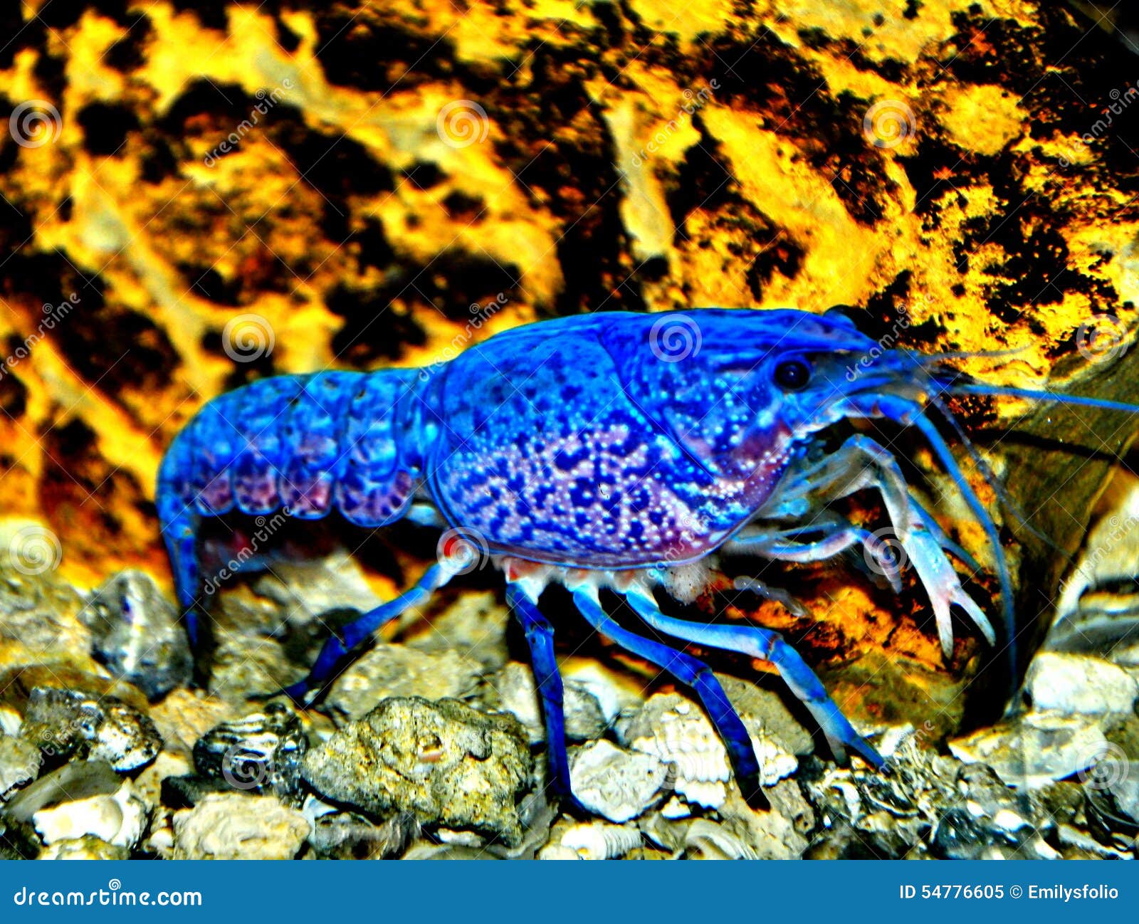 Crawling Crayfish stock image. Image of walking, marine - 54776605