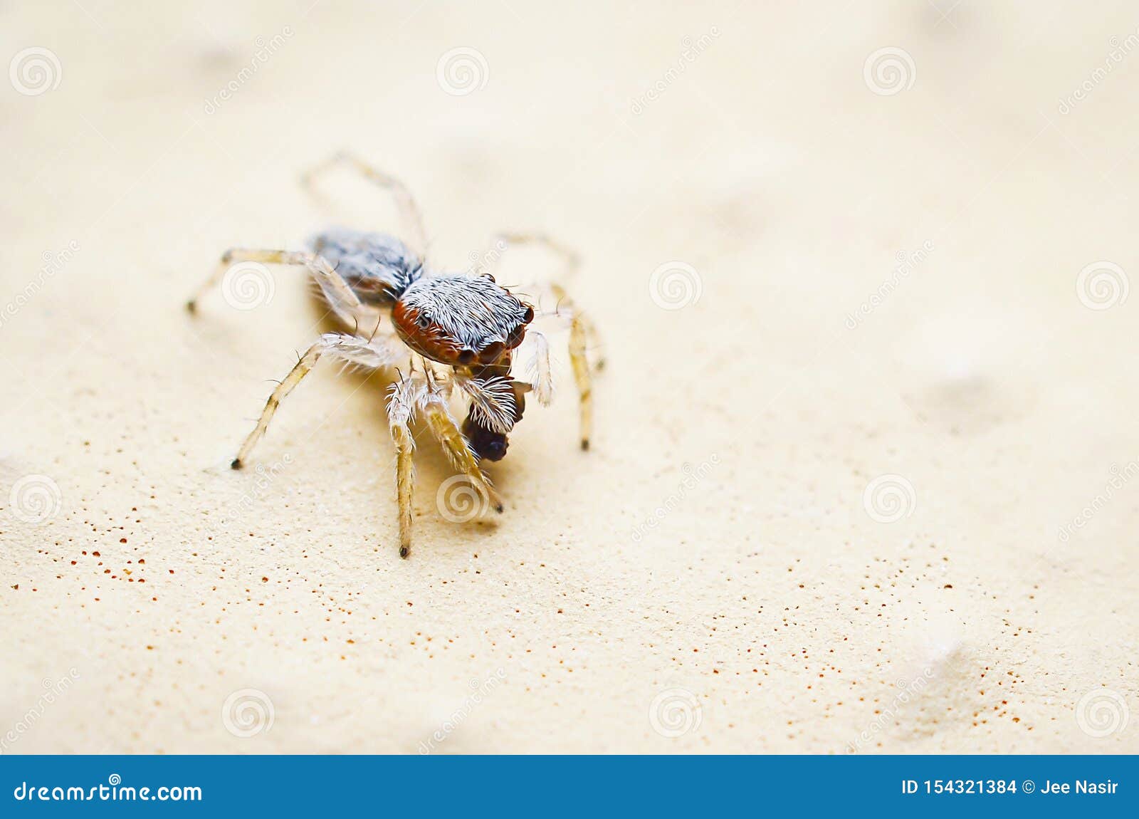 Crawling Creature stock photo. Image of tiny, creature - 154321384
