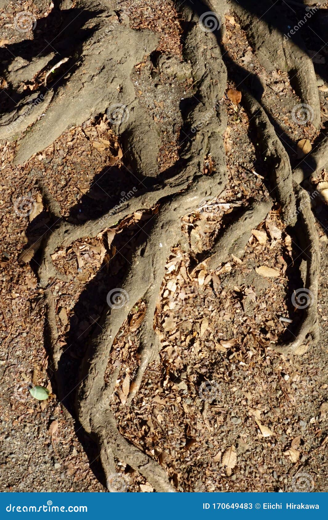 Crawling dry tree roots stock image. Image of crawling - 170649483