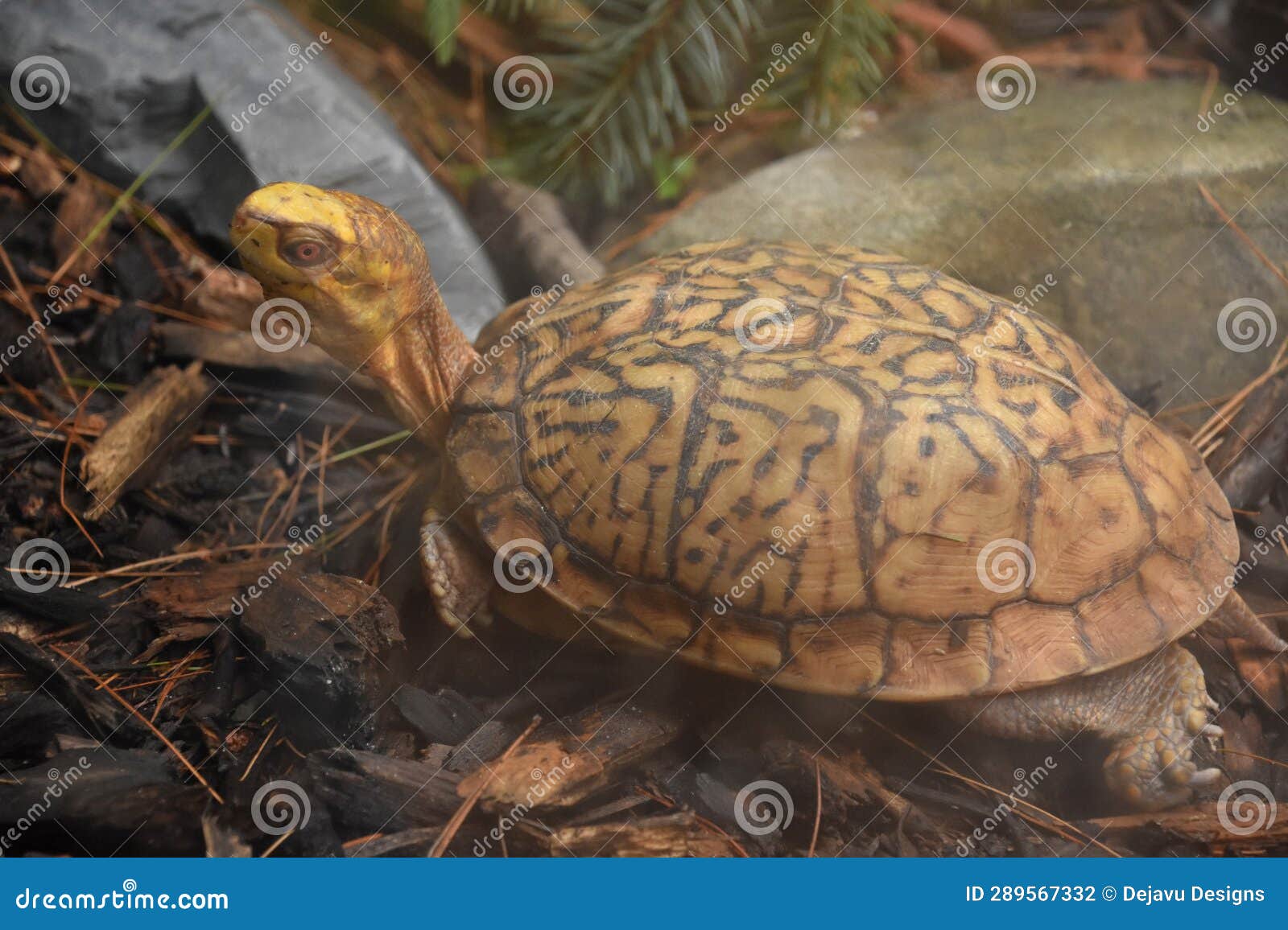 Crawling Eastern Box Turtle with a Golden Head Stock Photo - Image of ...