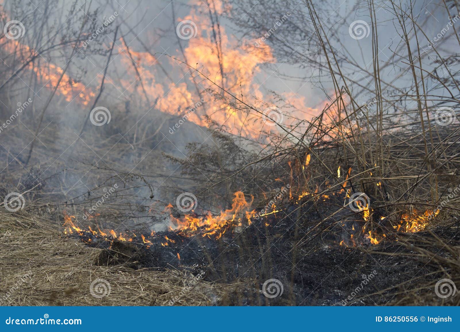 Crawling Fire Of Burning Grass Royalty-Free Stock Photography ...