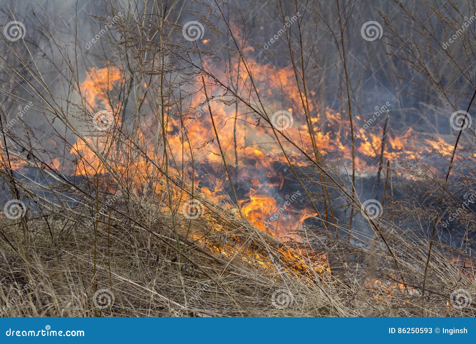 Wildland Fire Images - Download 318 Royalty Free Photos - Page 2