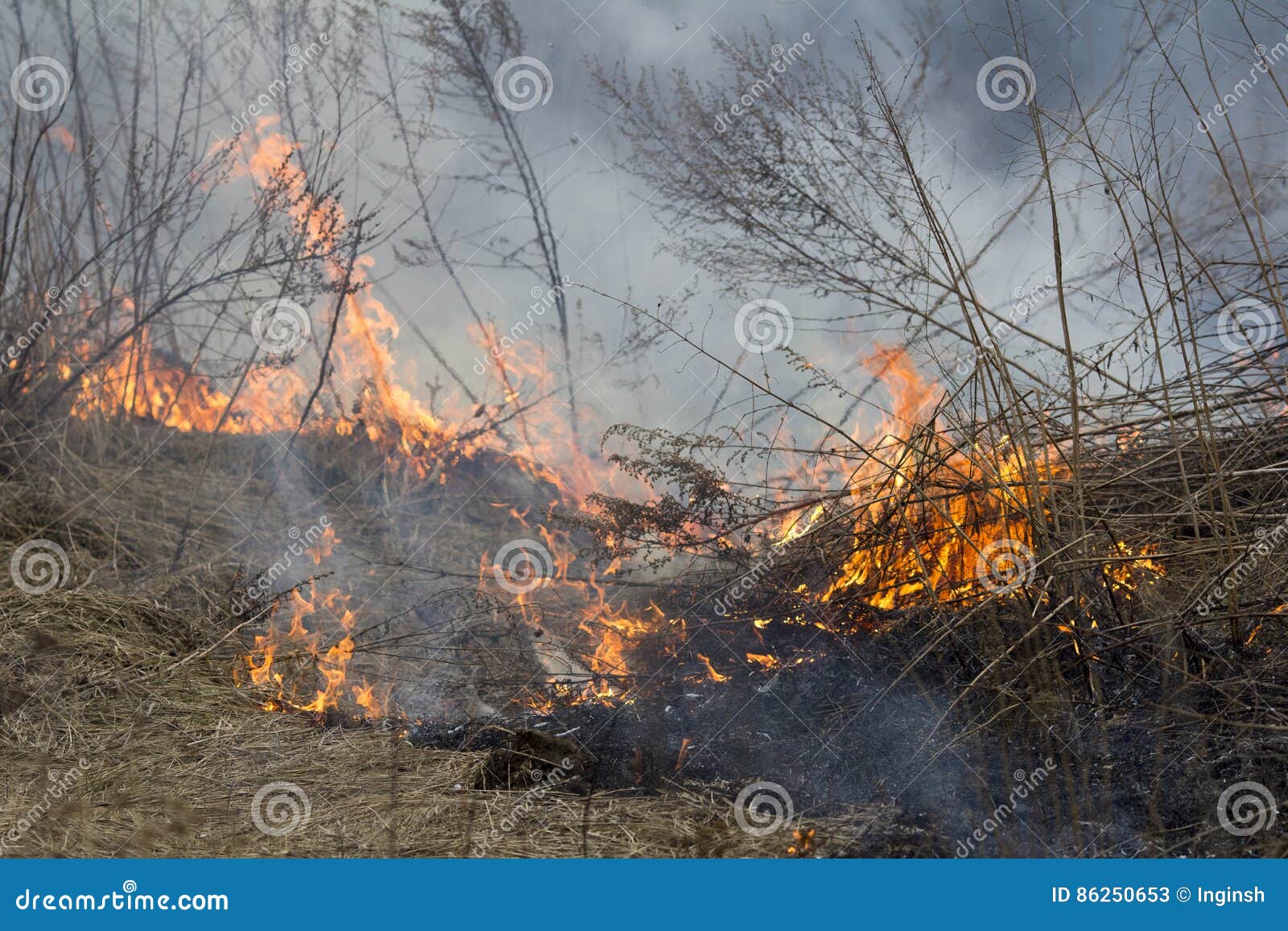Crawling Fire of Burning Grass Stock Image - Image of flame, spring ...