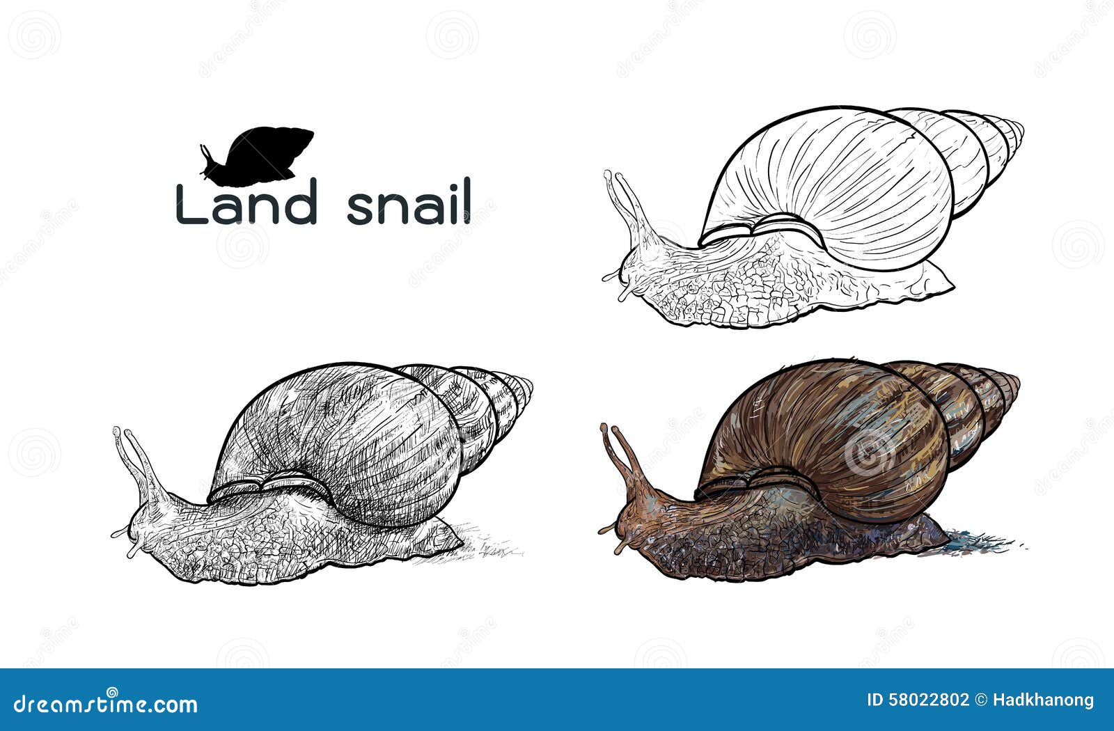 Crawling Snails As Shelled Gastropod With Coiled Shell Vector Set ...