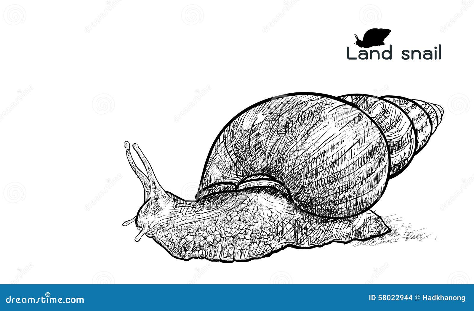 Crawling Snails As Shelled Gastropod With Coiled Shell Vector Set ...