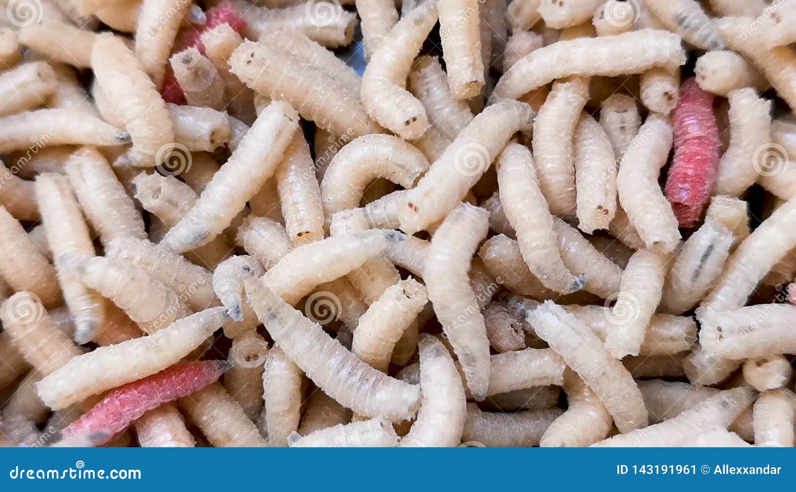 Crawling Maggots Close Up stock video. Video of closeup - 143191961