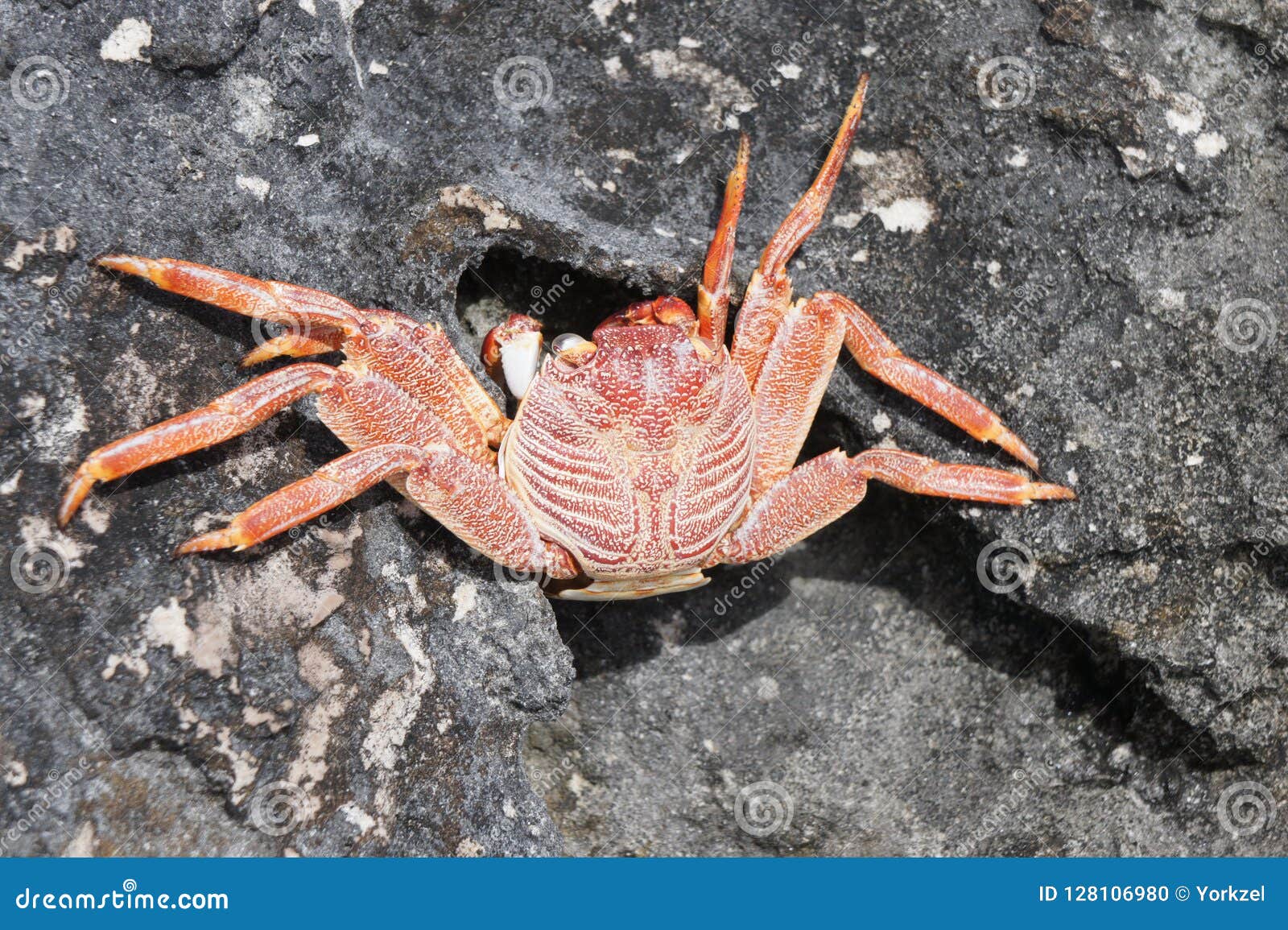 Crawling Out of Hiding Crab Stock Photo - Image of ocean, indian: 128106980