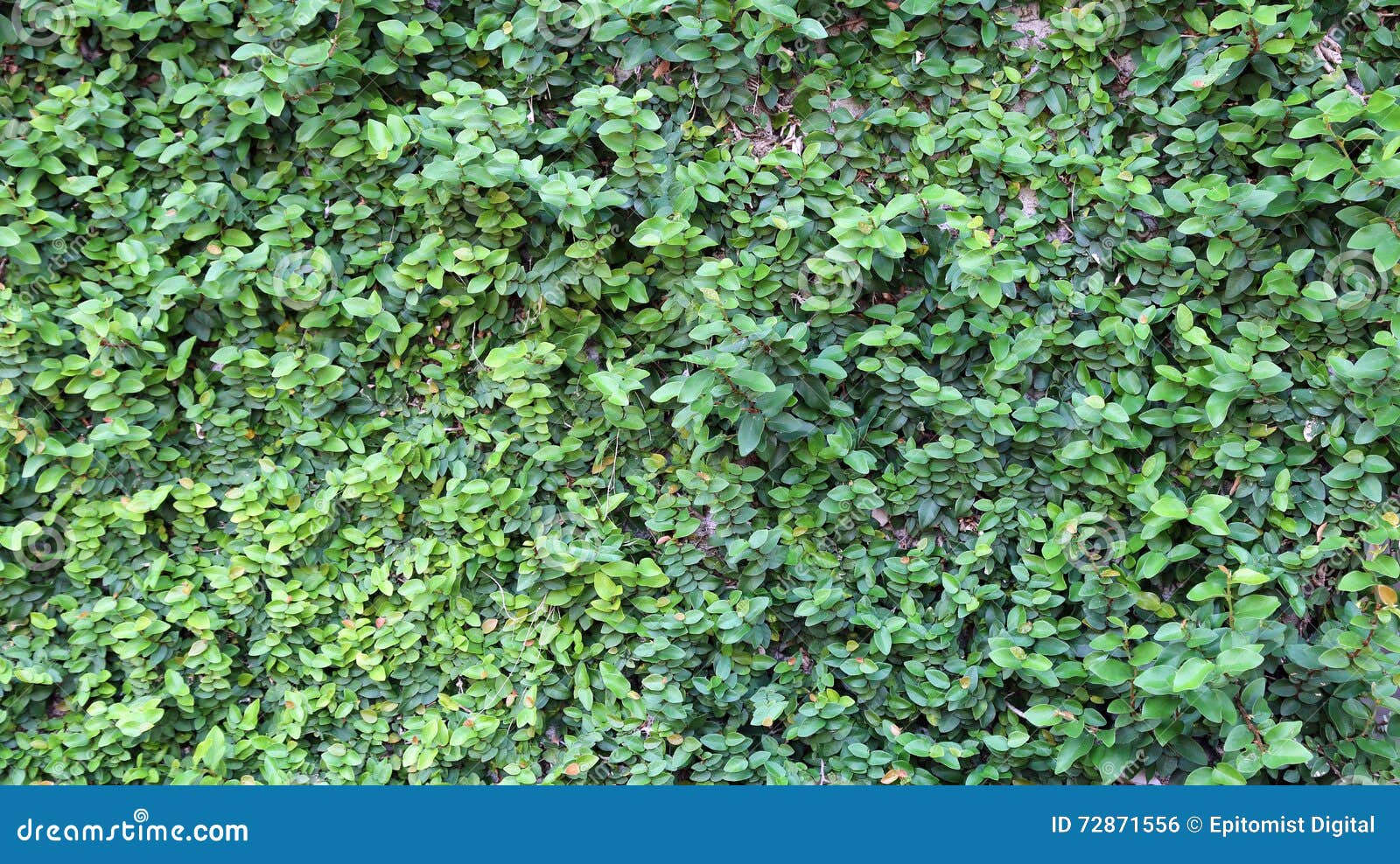 Crawling plants on walls stock photo. Image of leaf, spring - 72871556