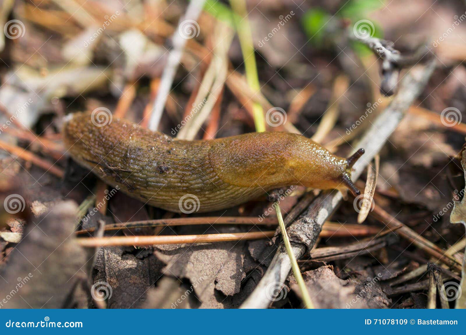 Crawling slug stock image. Image of milky, gastropod - 71078109