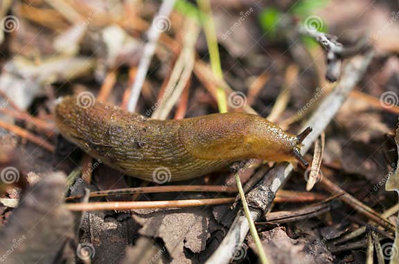 Crawling slug stock image. Image of milky, gastropod - 71078109