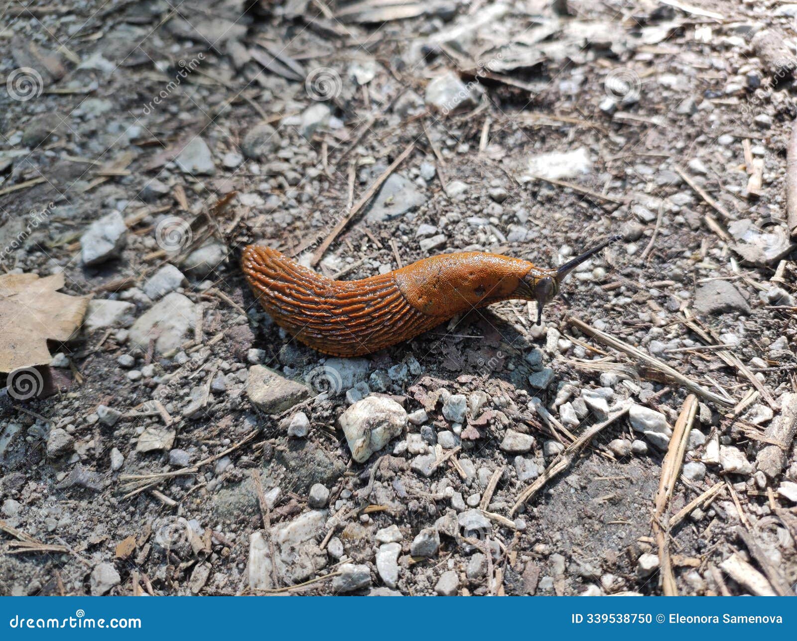 Crawling Slug on the Ground Stock Photo - Image of slimy, closeup ...
