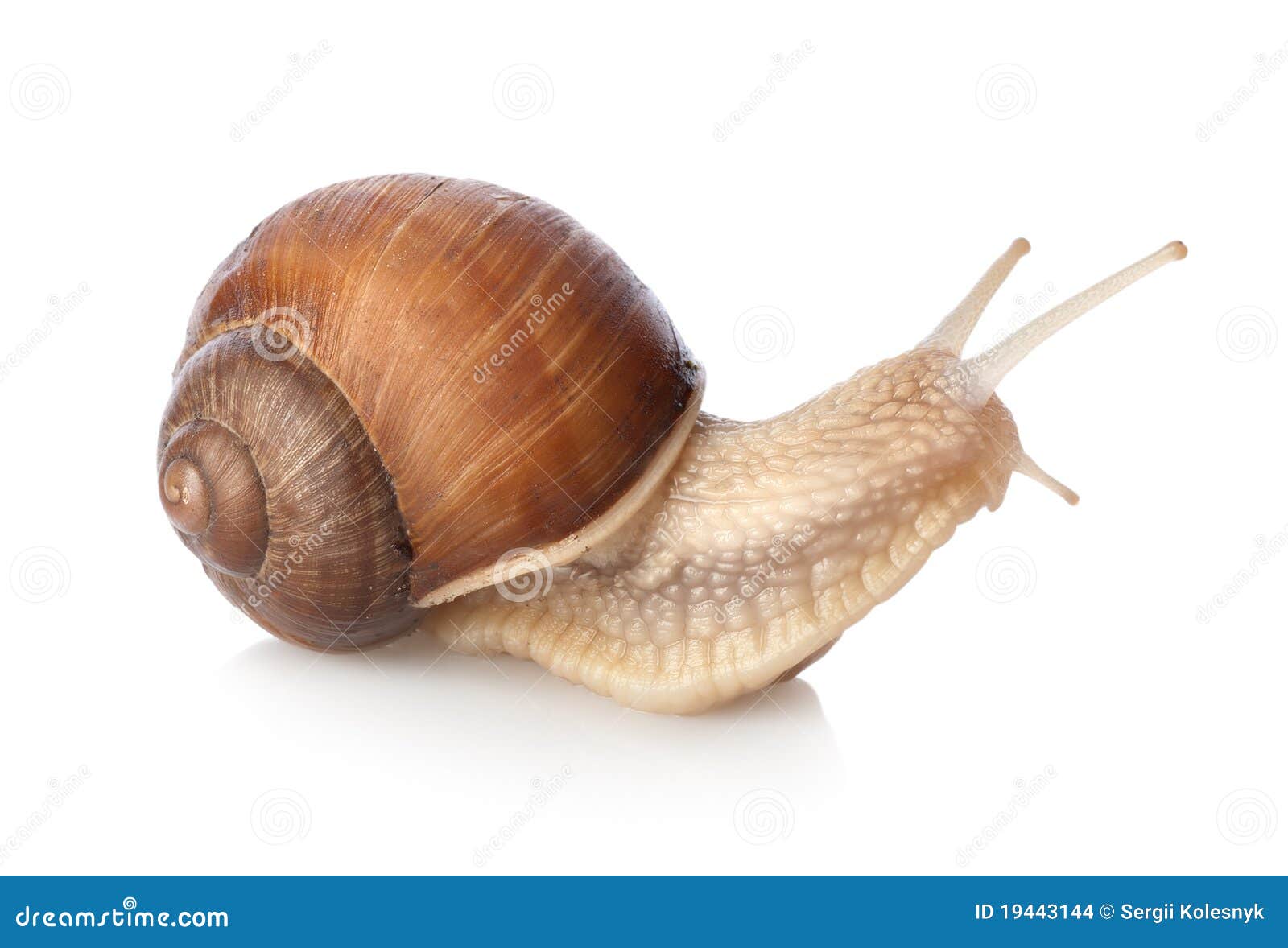 Crawling snail stock photo. Image of brown, isolated - 19443144