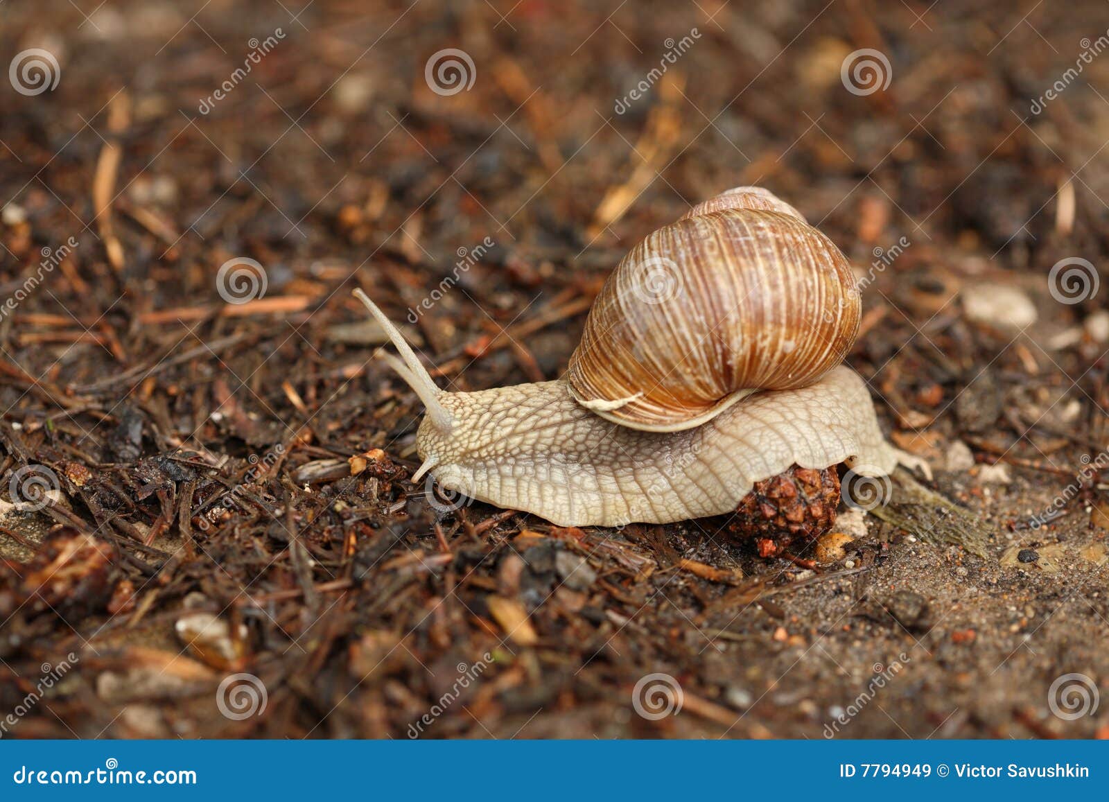 Crawling snail stock image. Image of antenna, creep, crawl - 7794949
