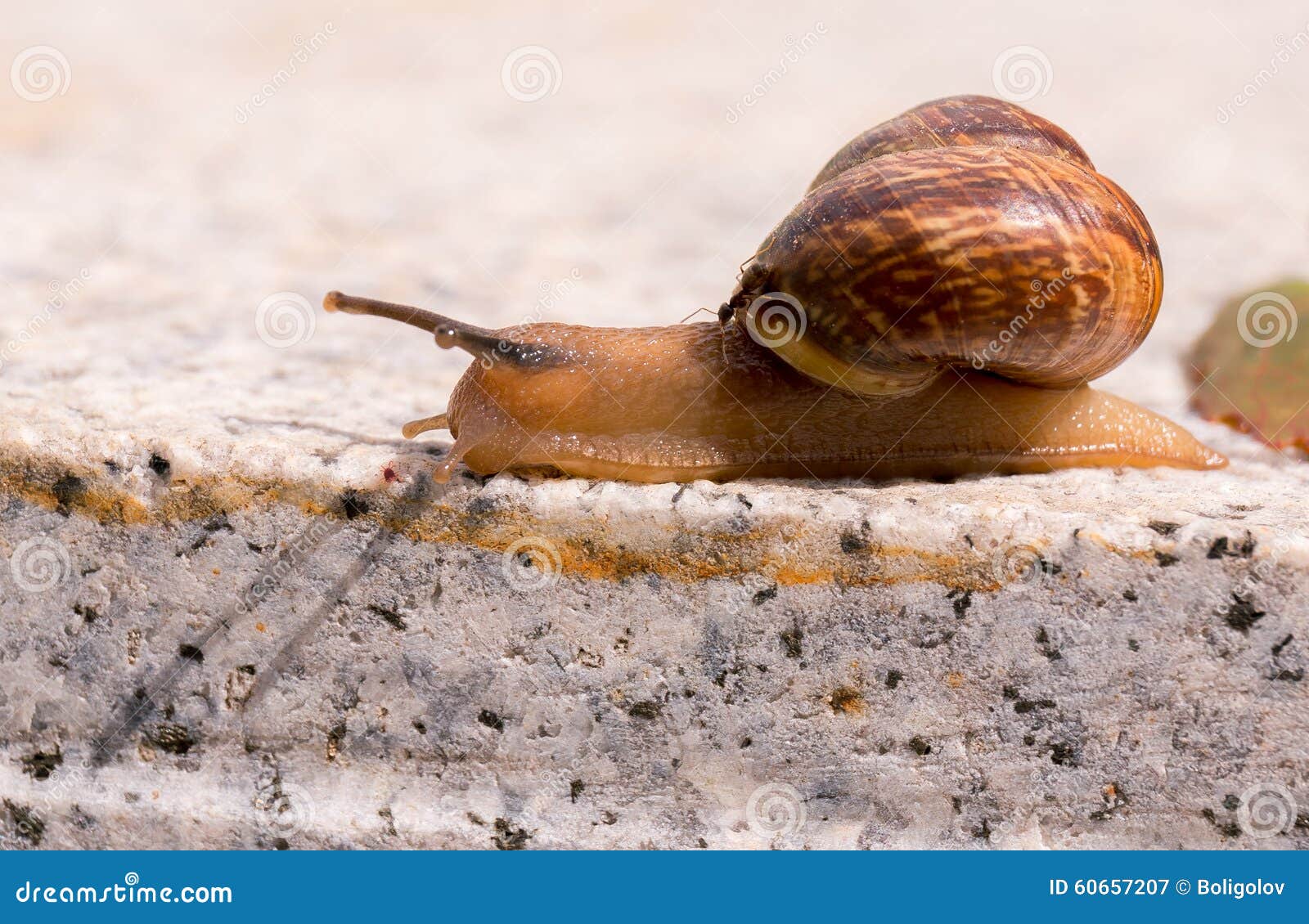 Crawling Snail with Ant As Passenger Stock Image - Image of passenger ...