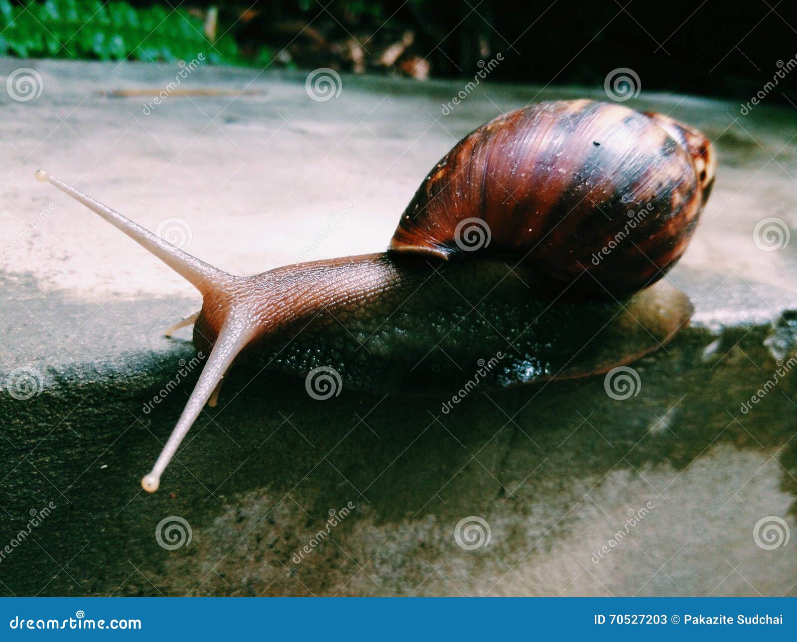 Crawling snail stock image. Image of snail, animal, shell - 70527203