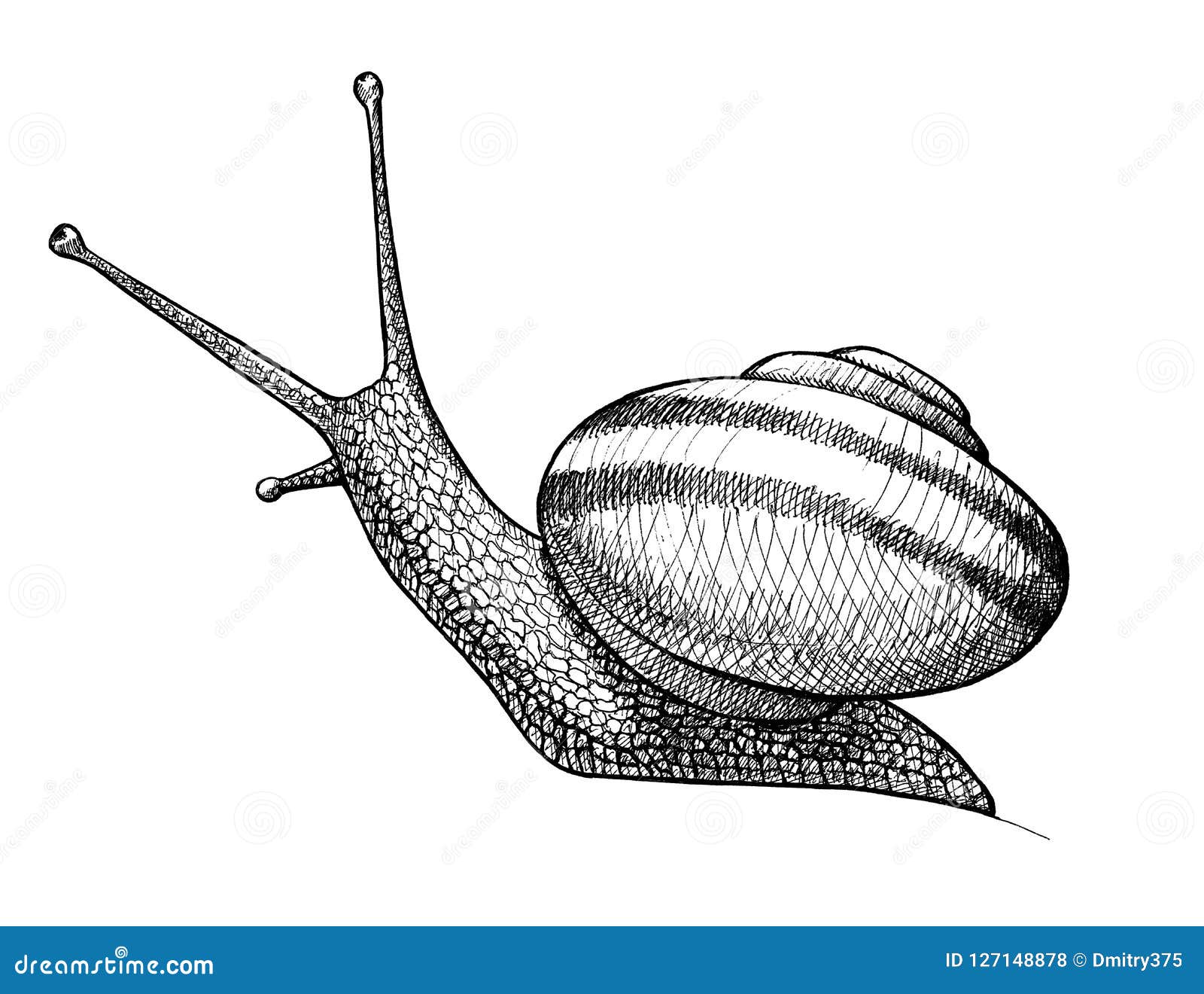 Crawling Snail, Ink Hand Drawn Vintage Illustration Stock Illustration ...