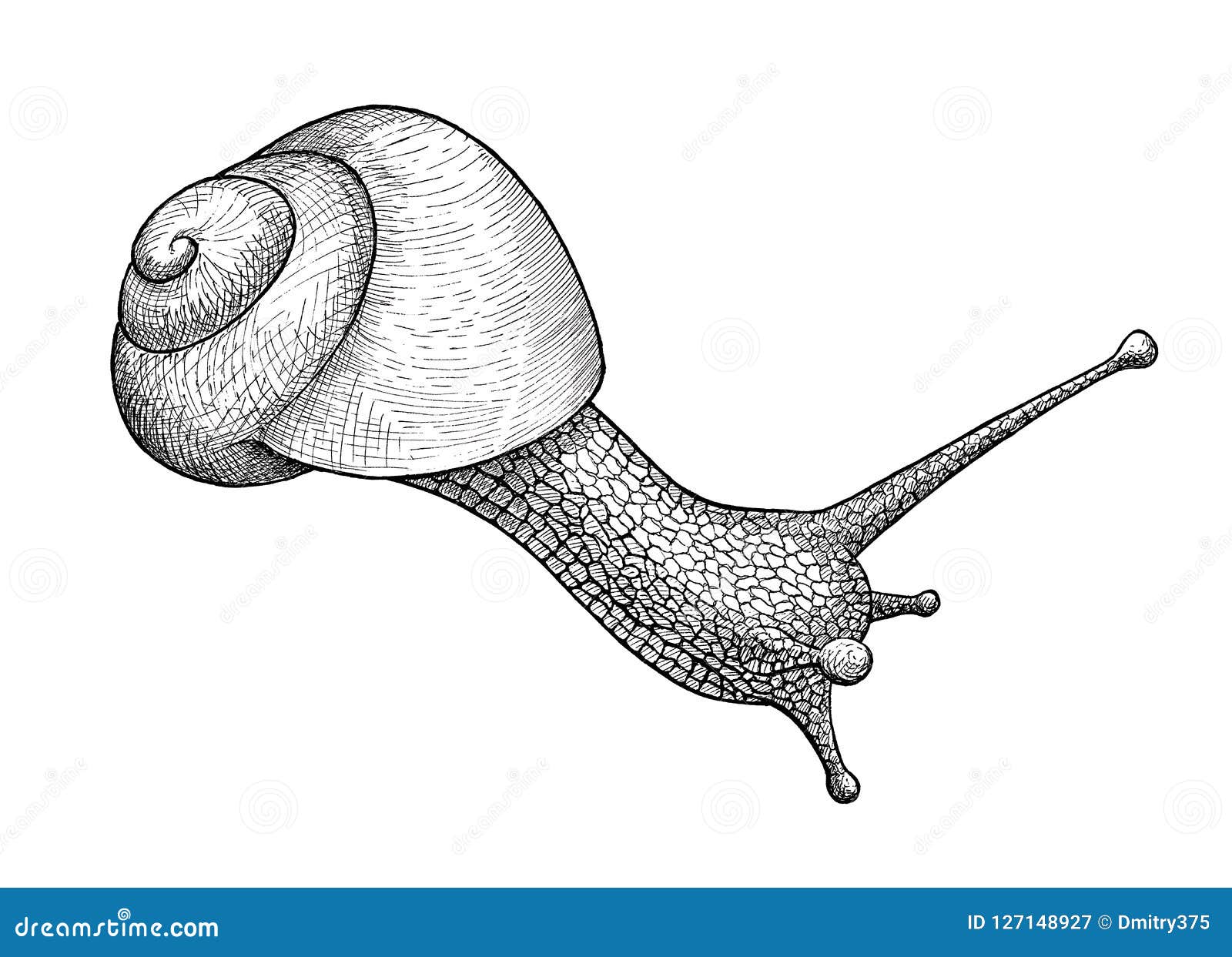 Crawling Snail, Ink Hand Drawn Vintage Illustration Stock Illustration ...