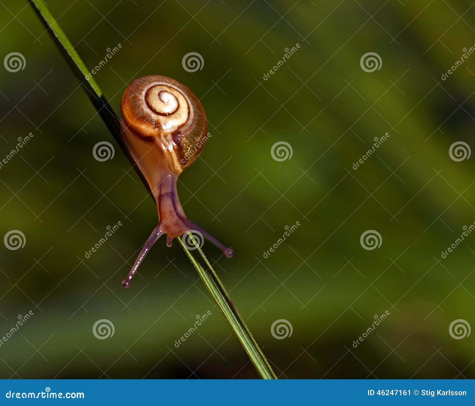 Crawling snail stock image. Image of discovery, close - 46247161