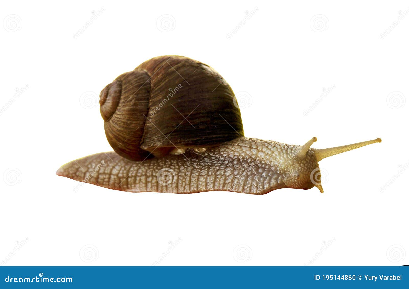 Crawling Snail on a White Background. Stretched Out at Full Length ...