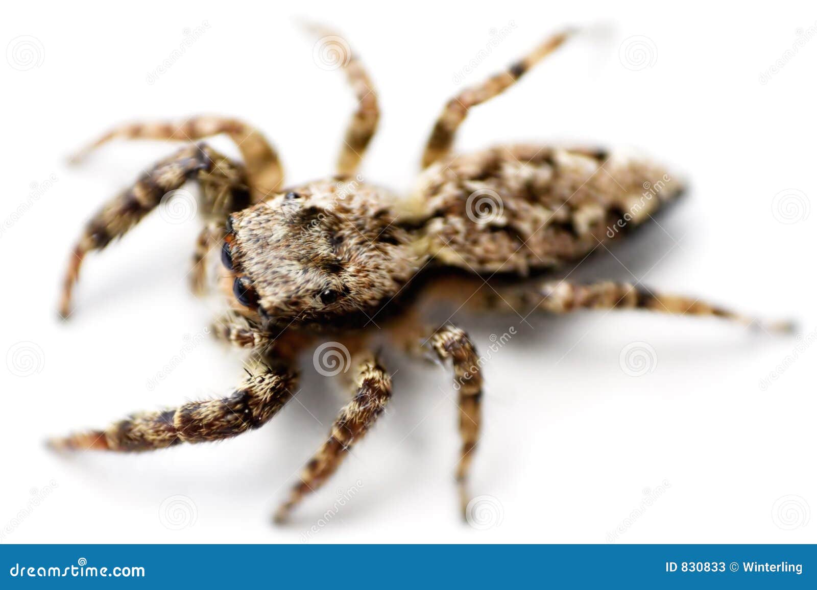 Crawling Spider (Top View) stock image. Image of hunt, creep - 830833