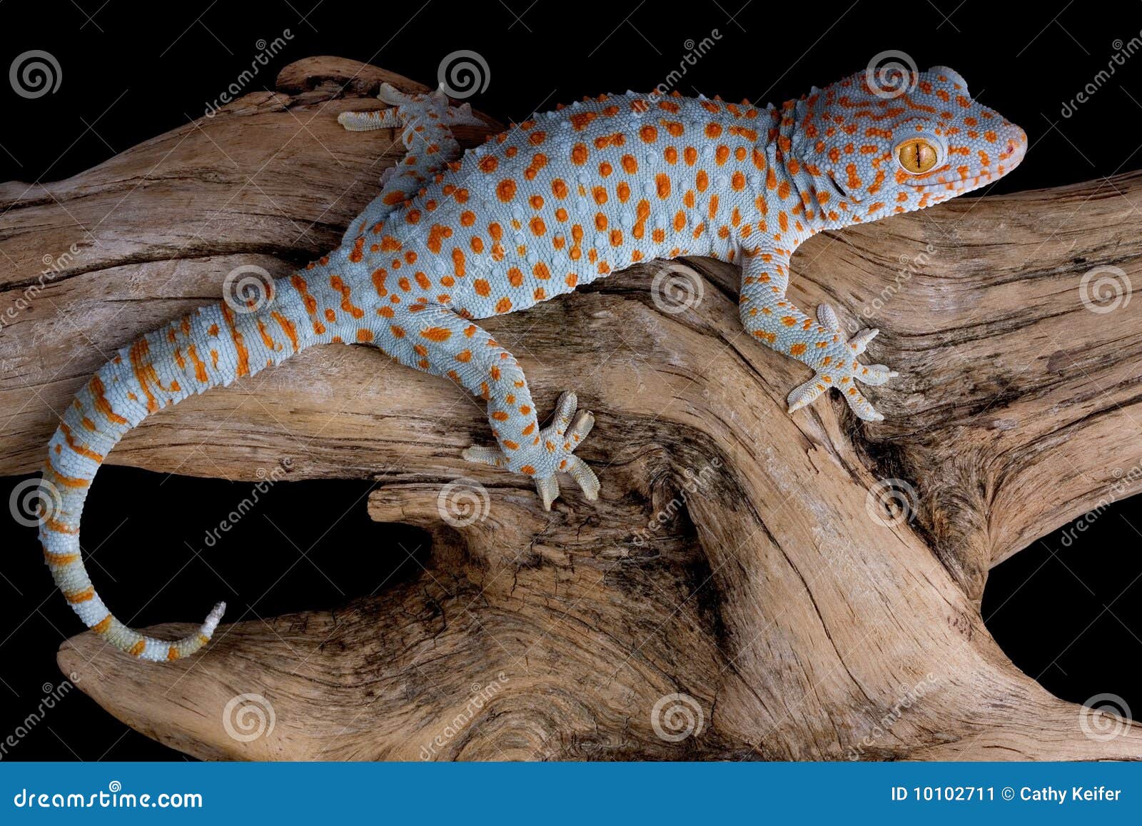 Tokay Gecko Clings Into A Tree On Blurred Background Stock Photo ...