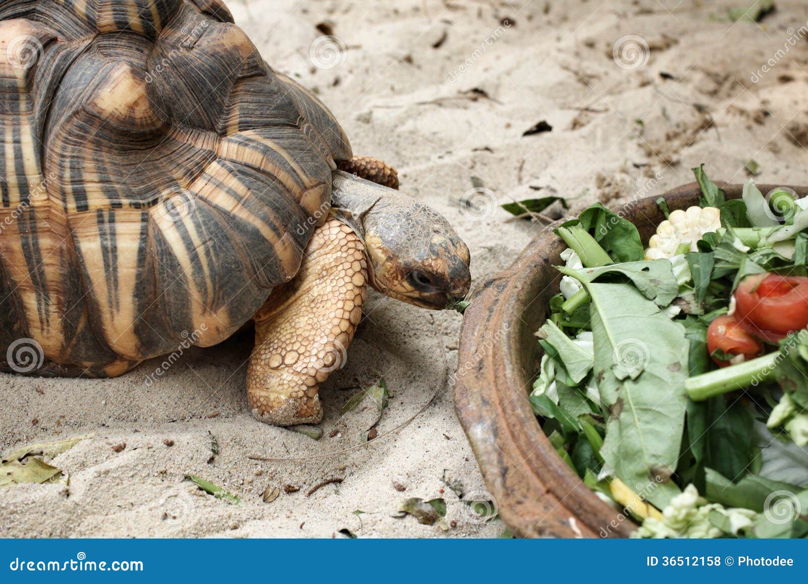 Crawling tortoise stock photo. Image of protected, blurred - 36512158