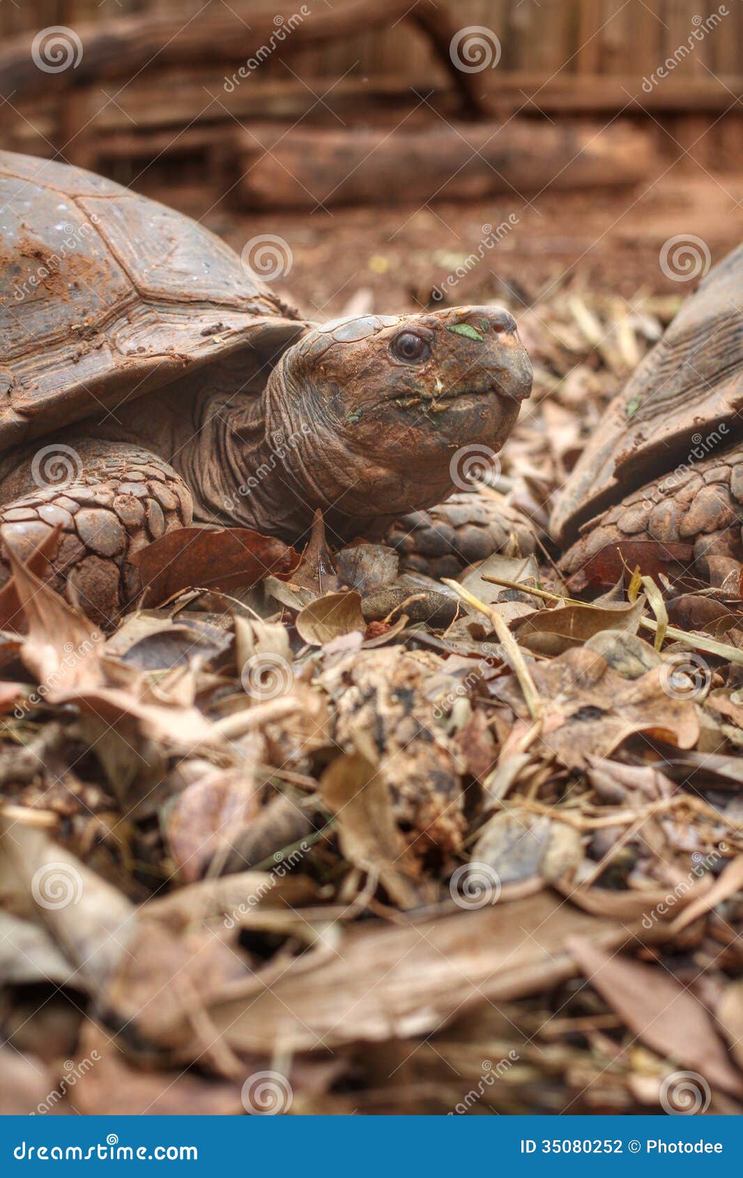 Crawling tortoise stock photo. Image of blurred, adult - 35080252