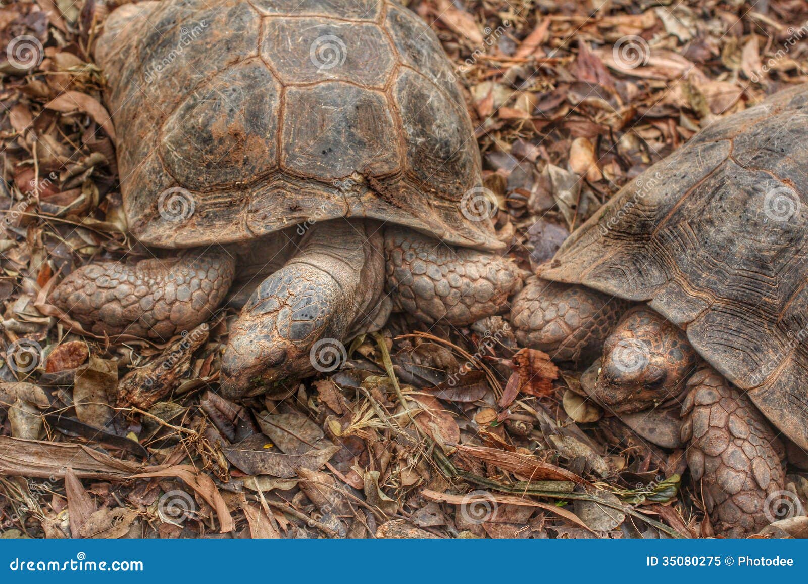 Crawling tortoise stock image. Image of fauna, calm, creature - 35080275