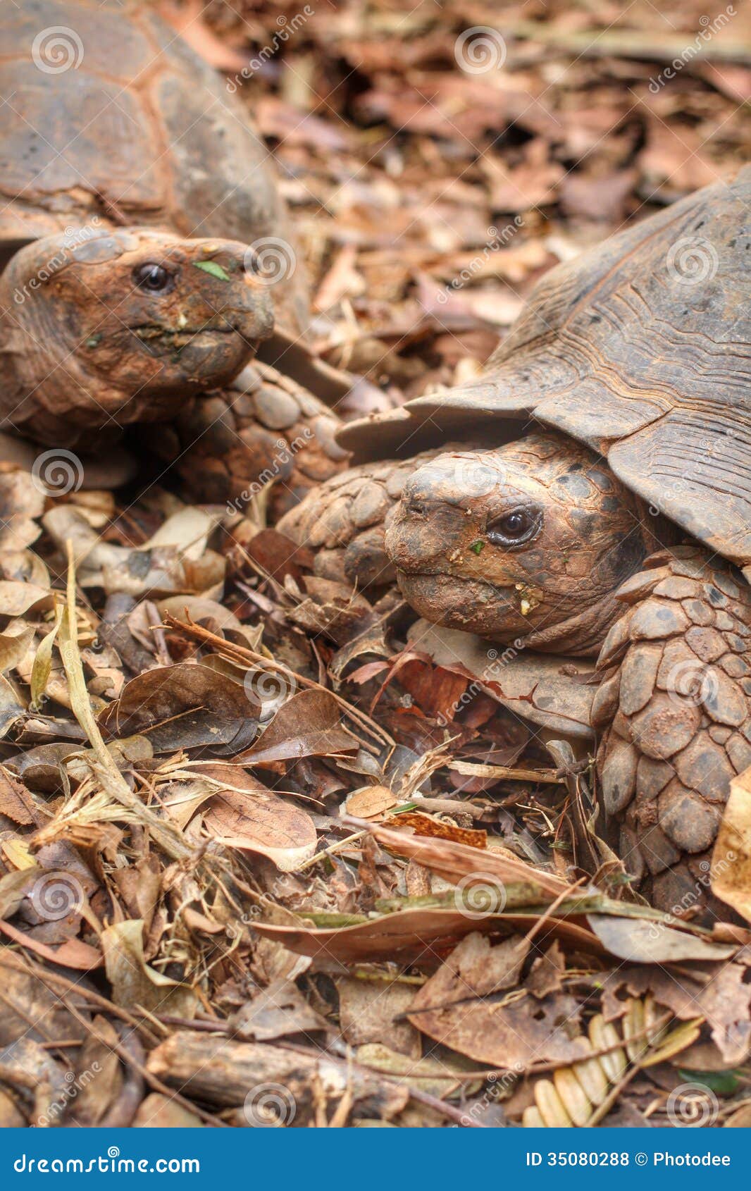 Crawling tortoise stock photo. Image of calm, amphibian - 35080288