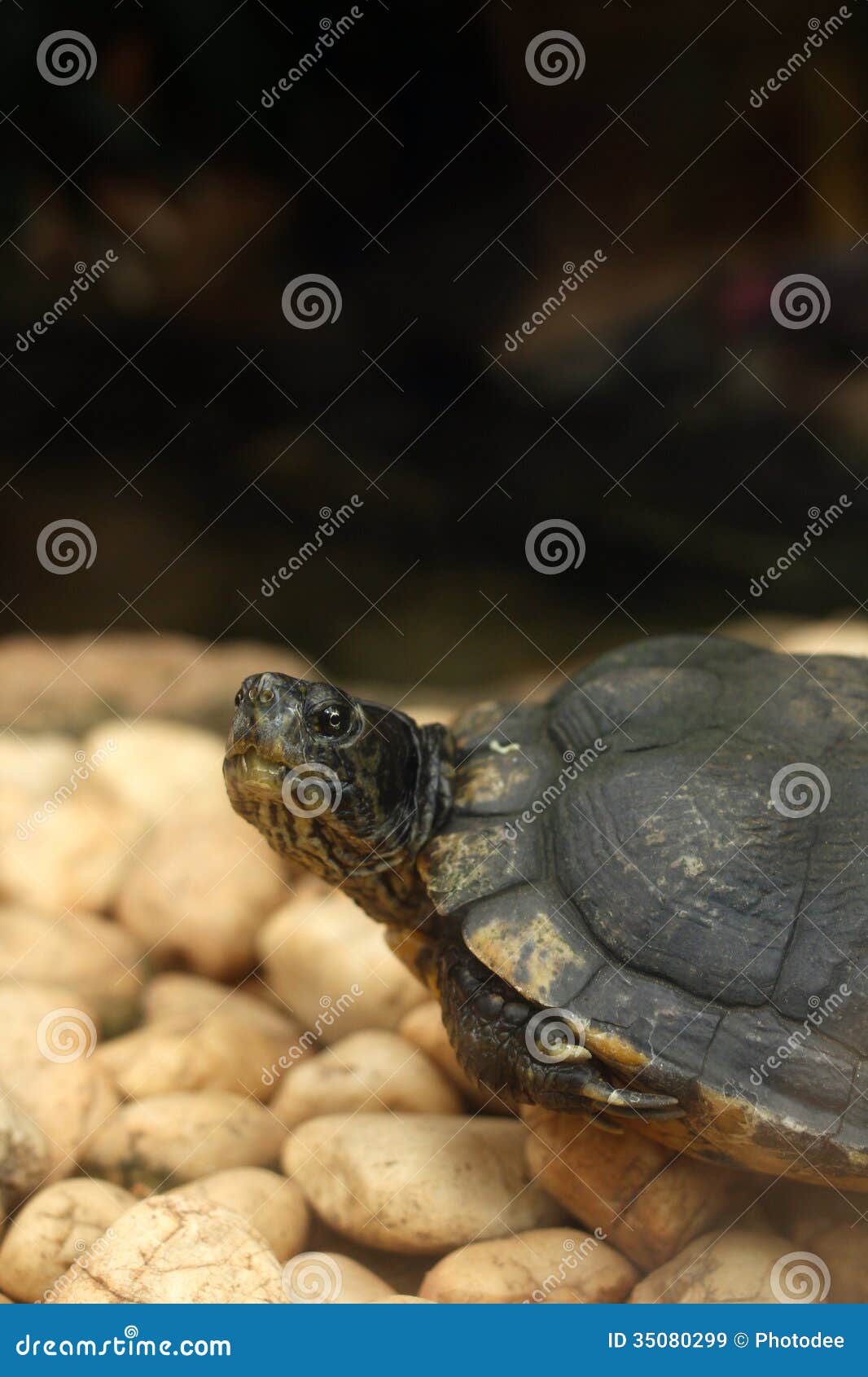 Crawling tortoise stock image. Image of motion, color - 35080299