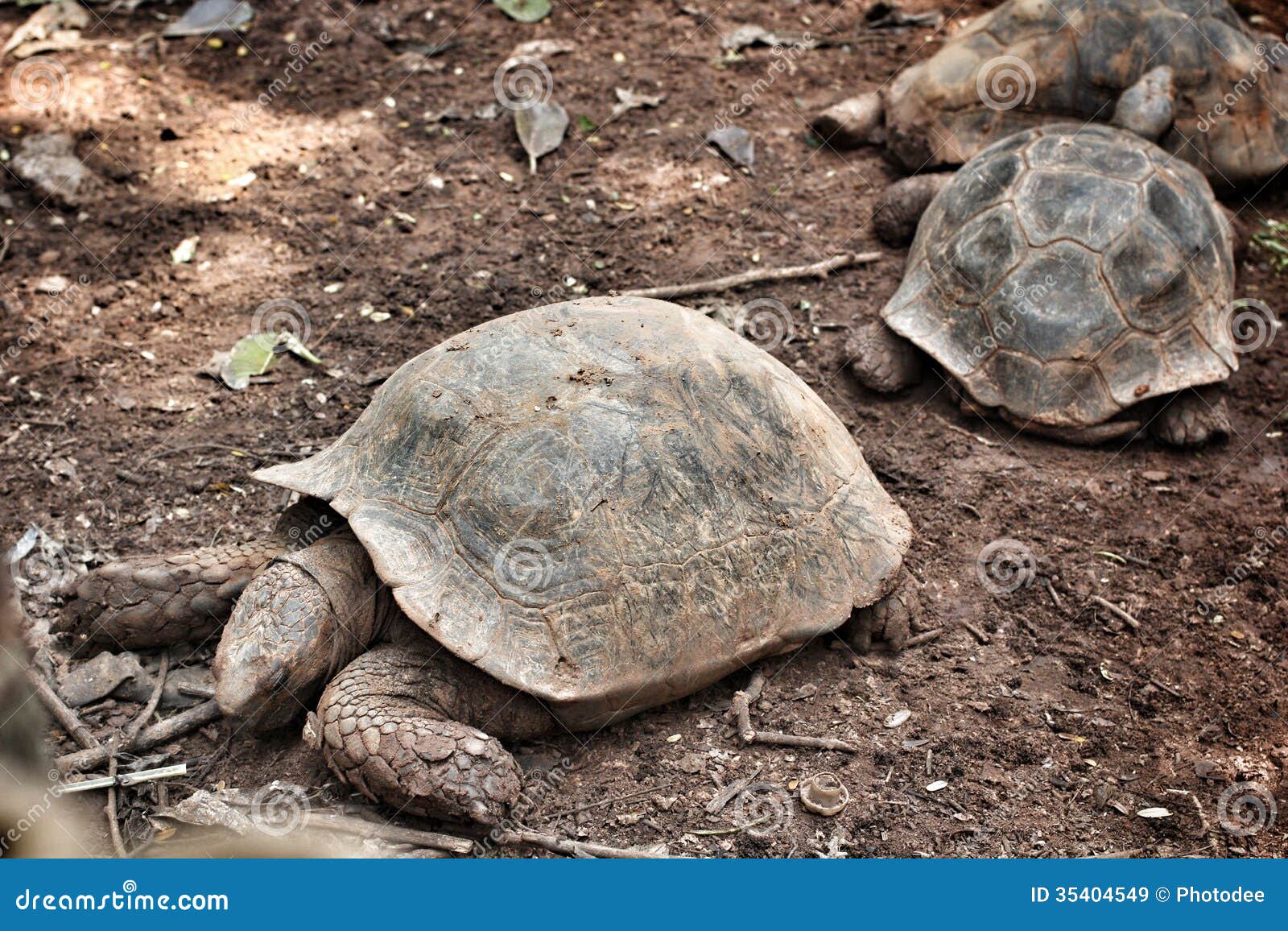 Crawling tortoise stock image. Image of reptilian, motion - 35404549