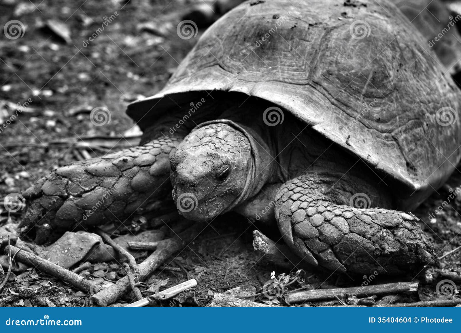 Crawling tortoise stock photo. Image of endangered, fauna - 35404604