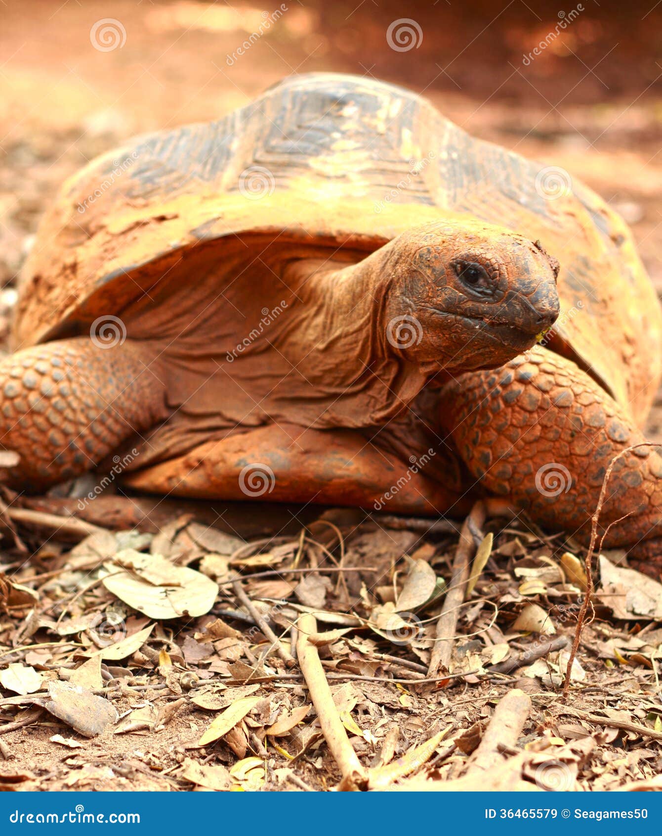 Crawling Tortoise In The Nature Stock Image - Image of reptilian ...