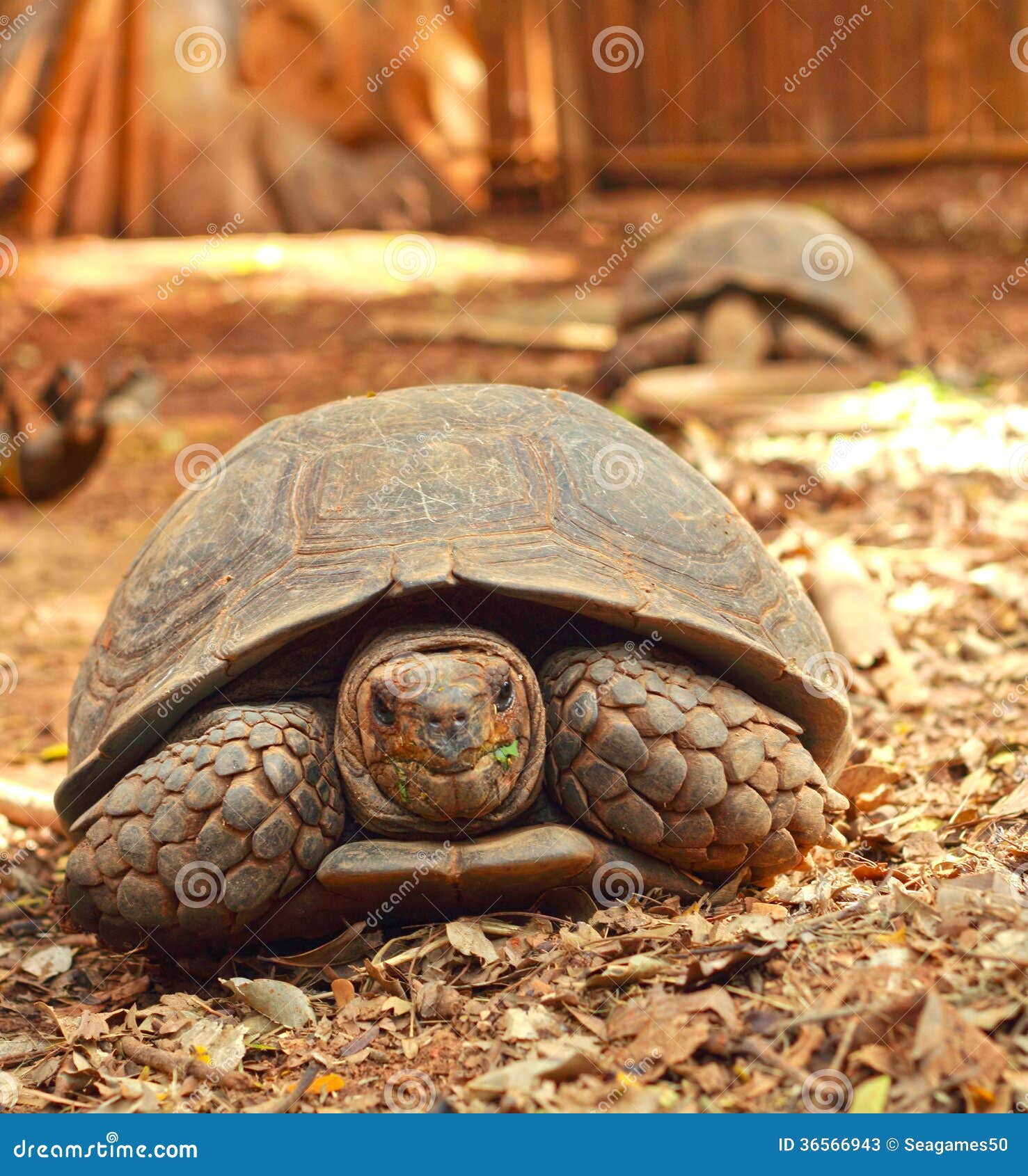 Crawling Tortoise in the Nature Stock Image - Image of reptile, climate ...