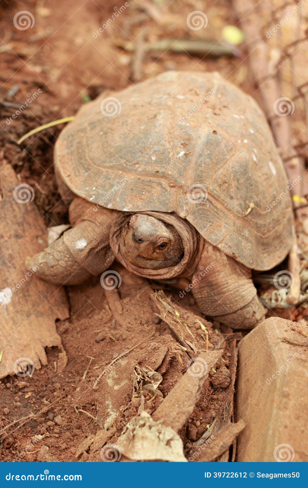Crawling Tortoise in the Nature Stock Photo - Image of patience ...