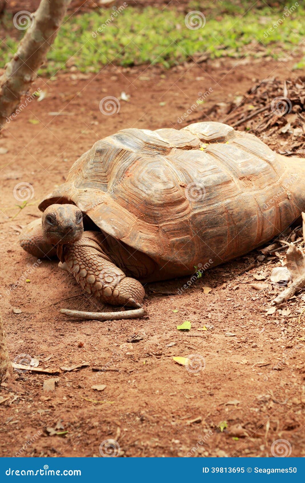 Crawling Tortoise in the Nature Stock Image - Image of hermann, adult ...