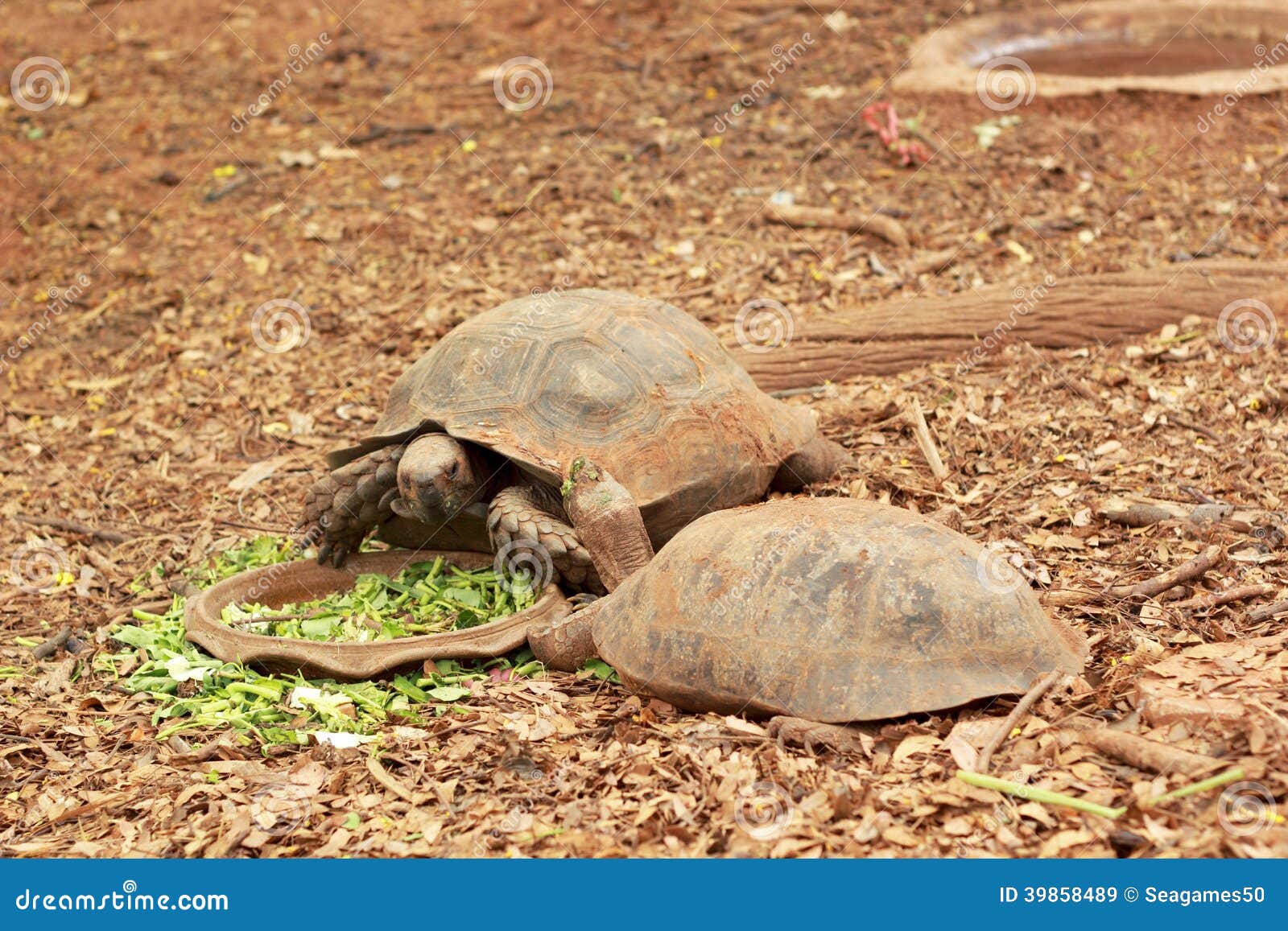 Crawling Tortoise in the Nature Stock Image - Image of crawl, color ...