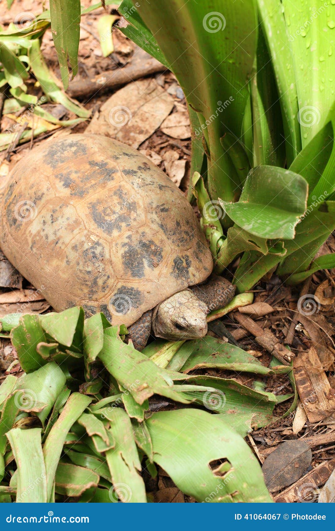 Crawling tortoise stock image. Image of land, fauna, nature - 41064067