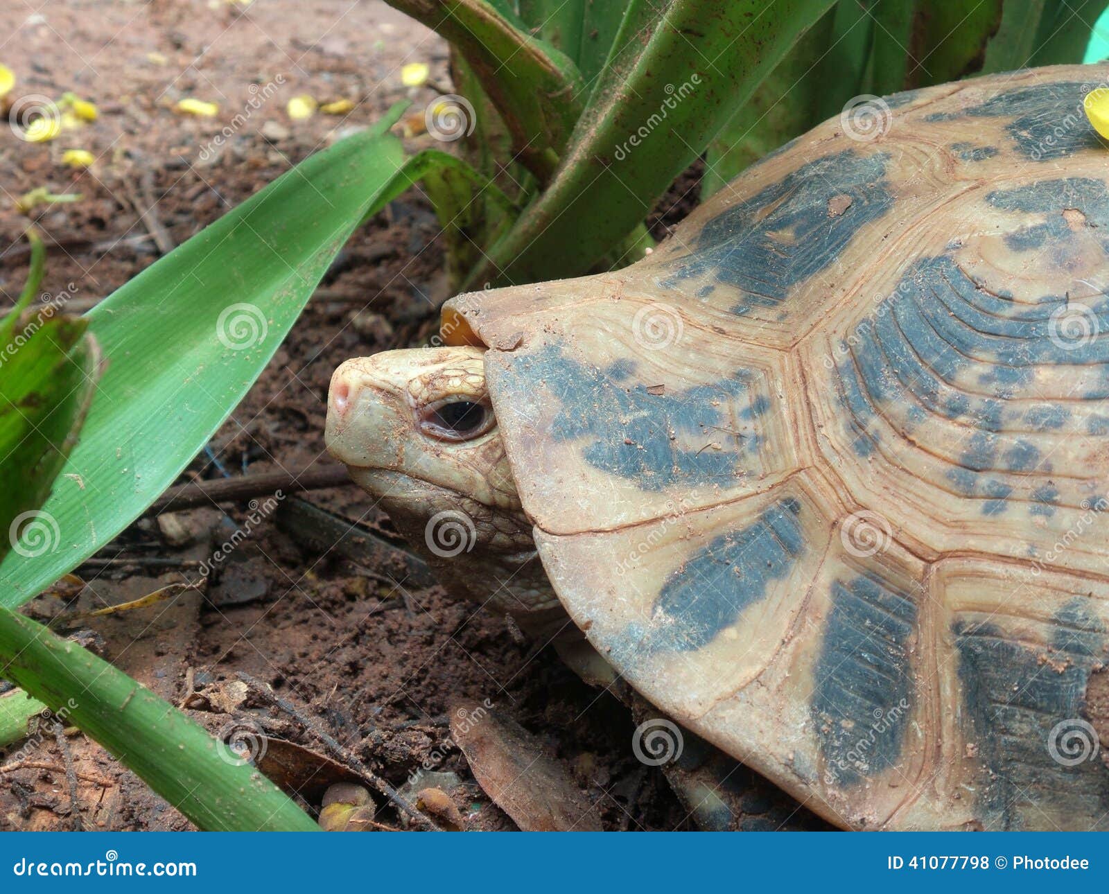 Crawling tortoise stock photo. Image of crawling, hard - 41077798