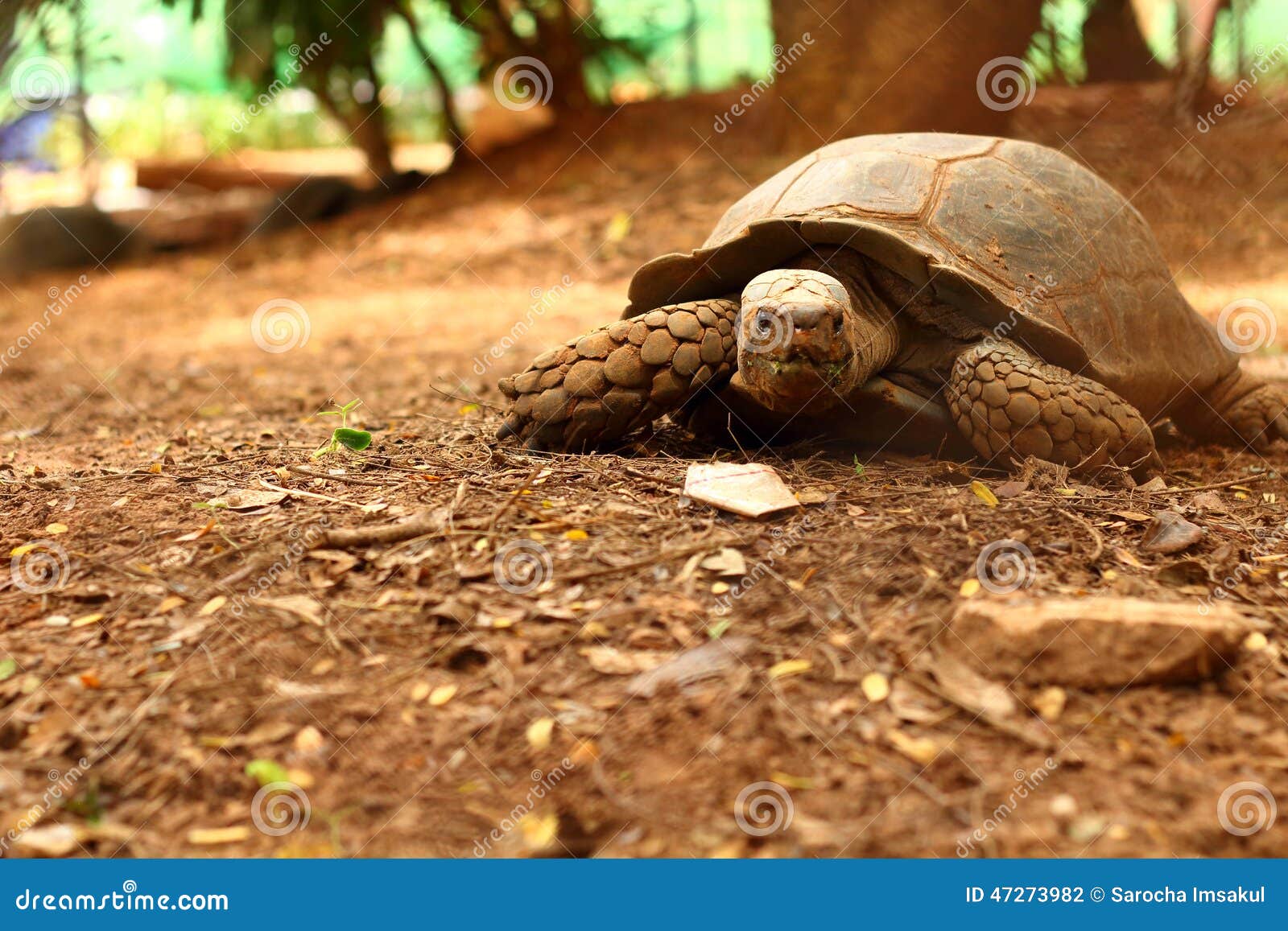Crawling Tortoise in the Nature Stock Photo - Image of calm, fauna ...