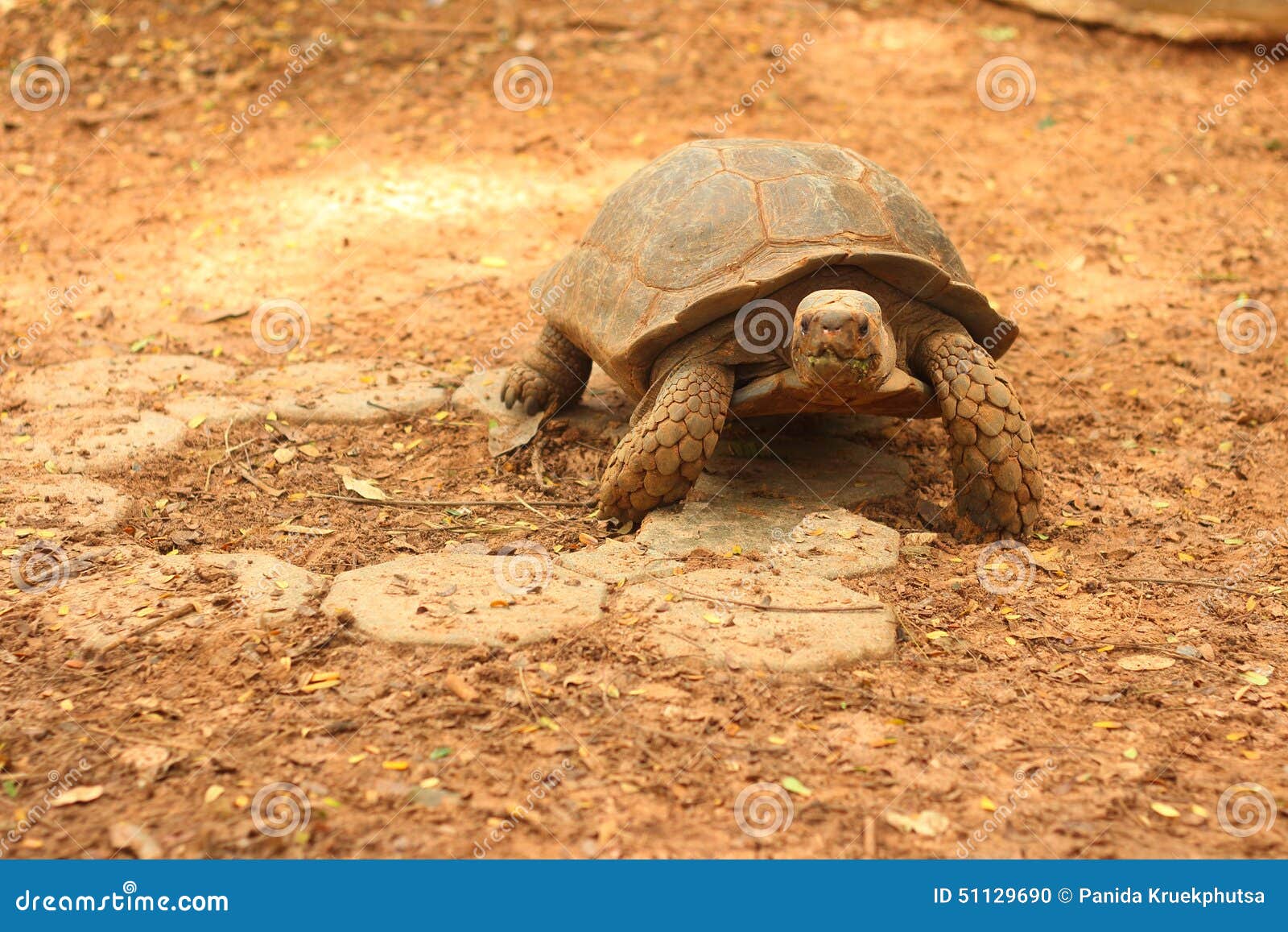 Crawling Tortoise in the Nature at the Zoo Stock Photo - Image of color ...