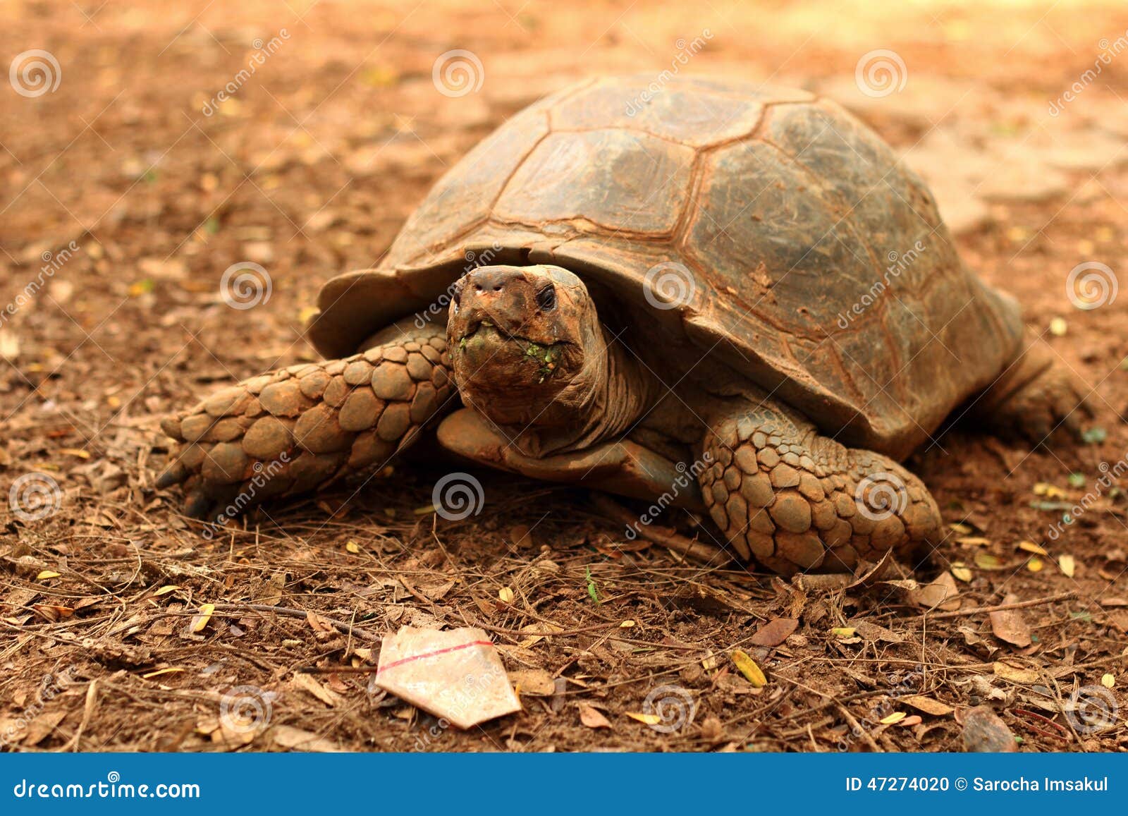 Crawling Tortoise in the Nature Stock Photo - Image of armor, protected ...