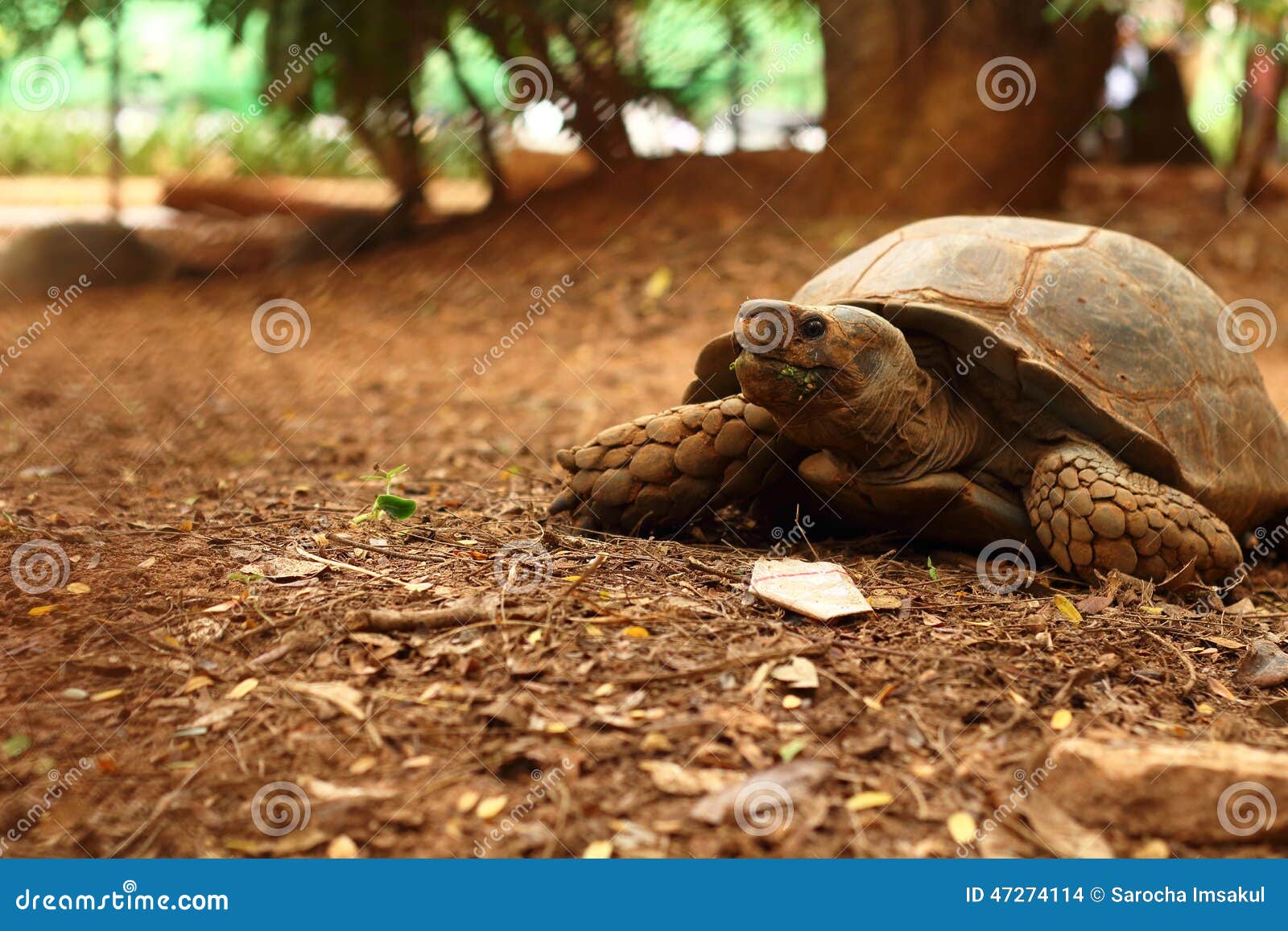 Crawling Tortoise in the Park Stock Photo - Image of calm, creep: 47274114