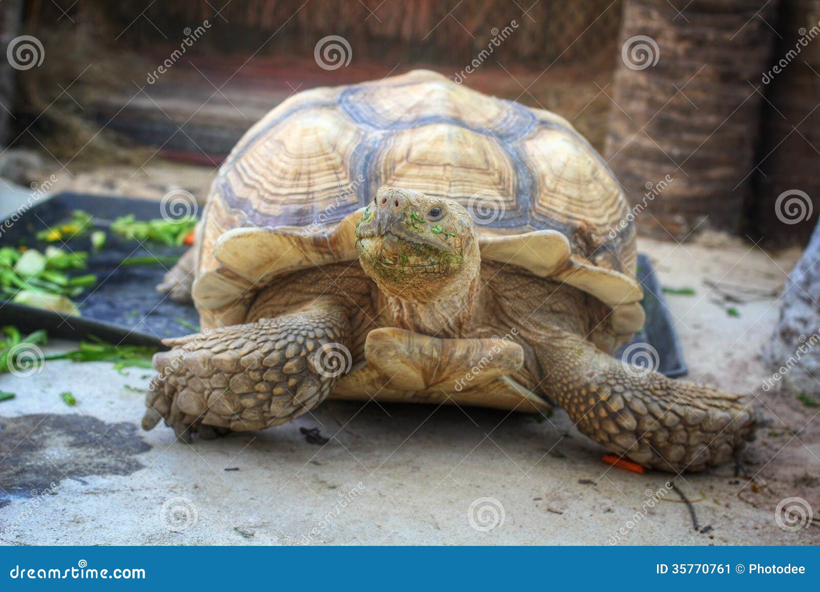 Crawling tortoise stock image. Image of hermanni, armor - 35770761