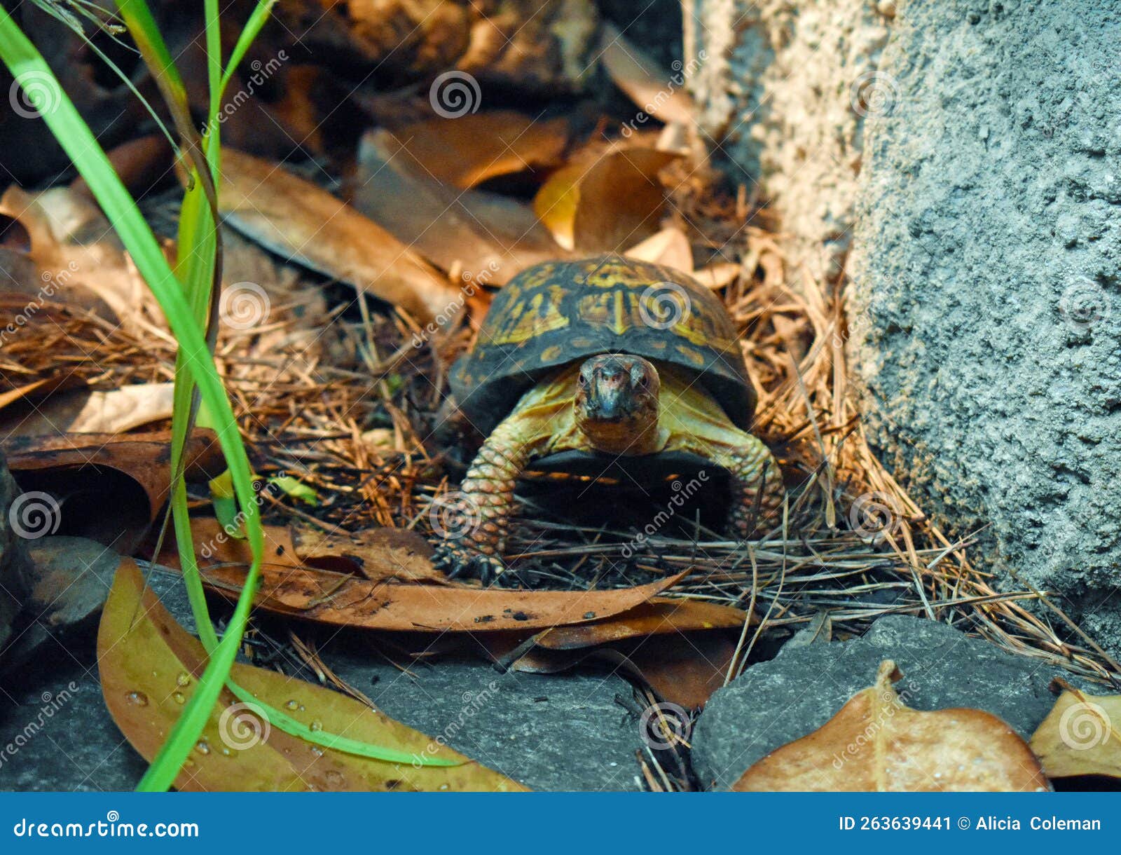 Crawling Towards Escape stock image. Image of wildlife - 263639441