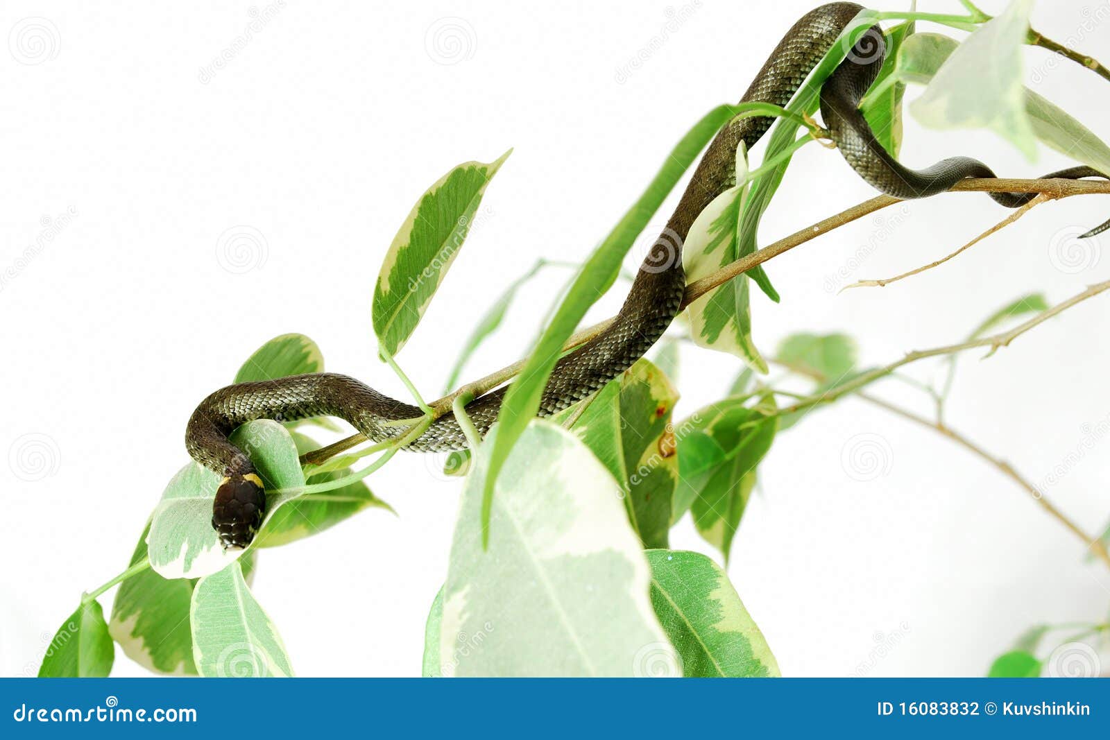 Crawling up trees, stock photo. Image of leaves, trees - 16083832